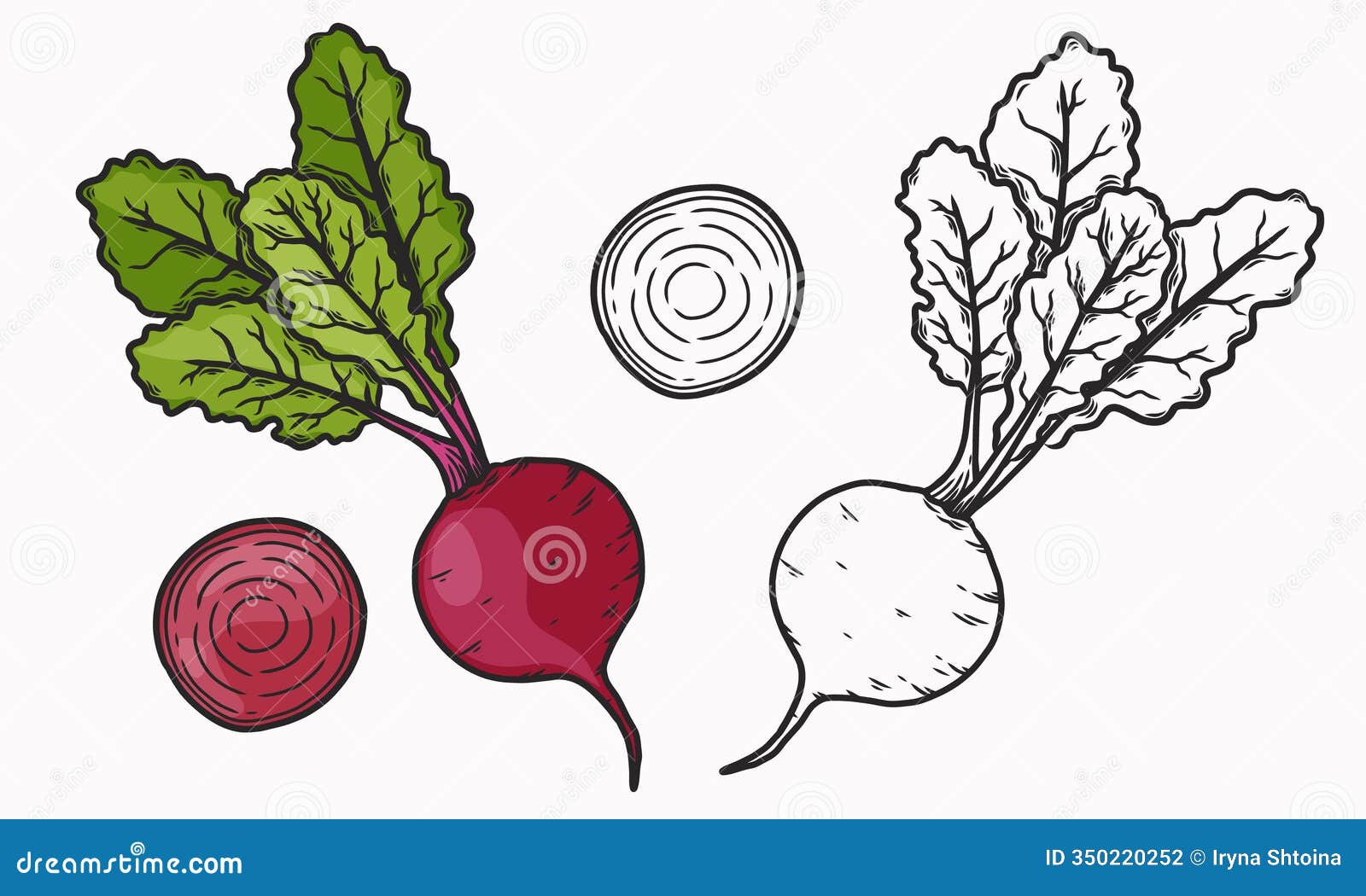 Vector Illustration of Red Beetroot. Whole and Cut Beets. Line Drawing ...