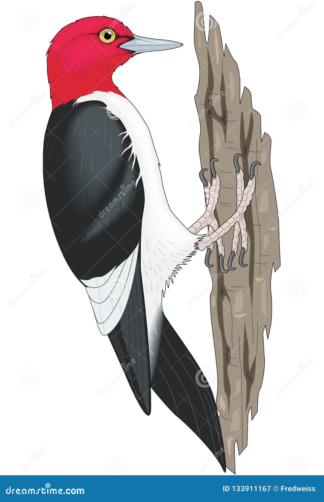 Woodpecker Pecking Tree Drawing Cartoon Vector | CartoonDealer.com ...