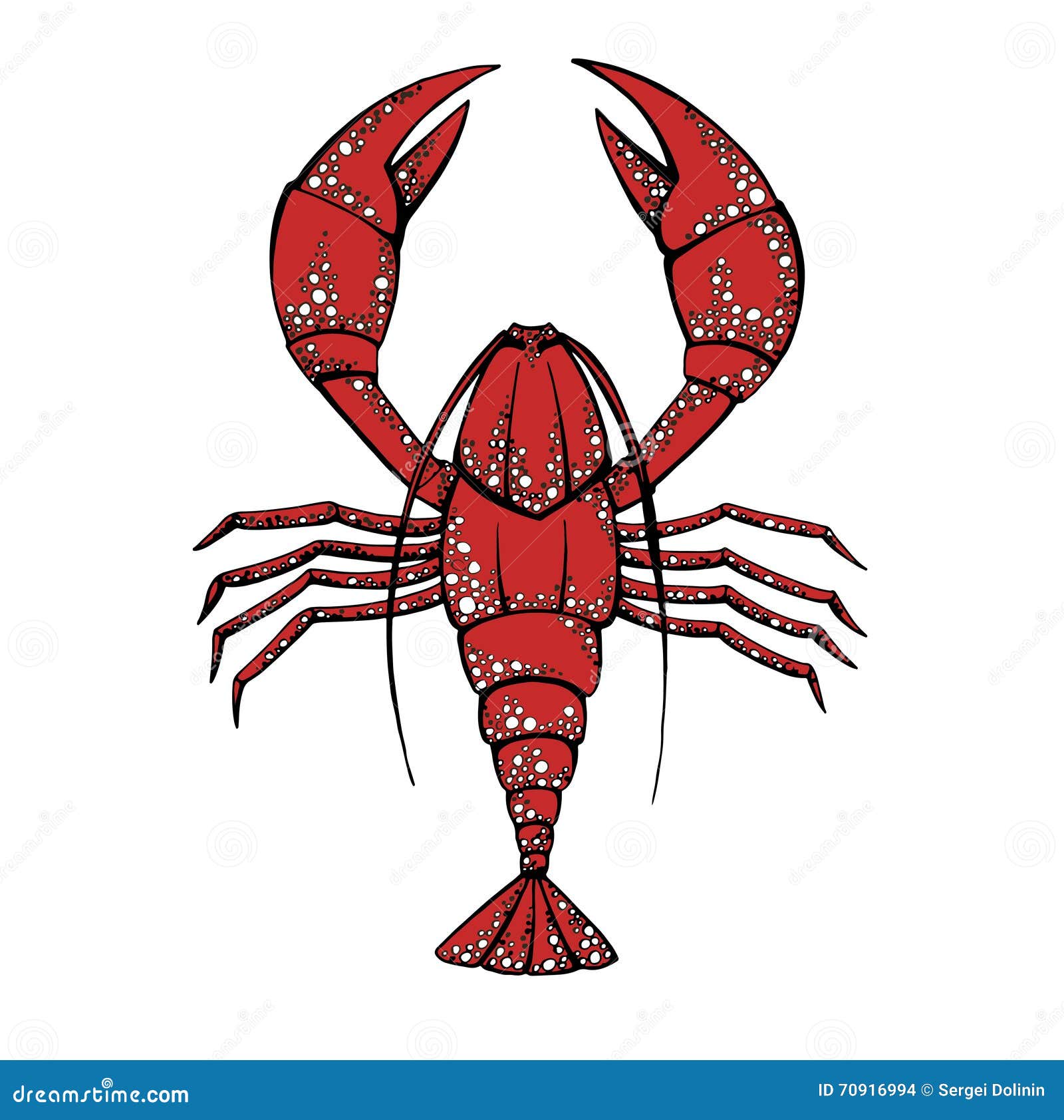 Vector Illustration of a Red Lobster on a White Background Stock Vector ...