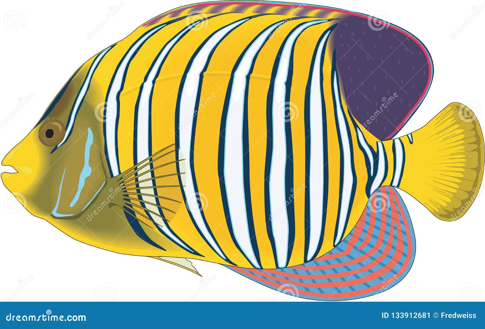 Regal Angelfish Drawing