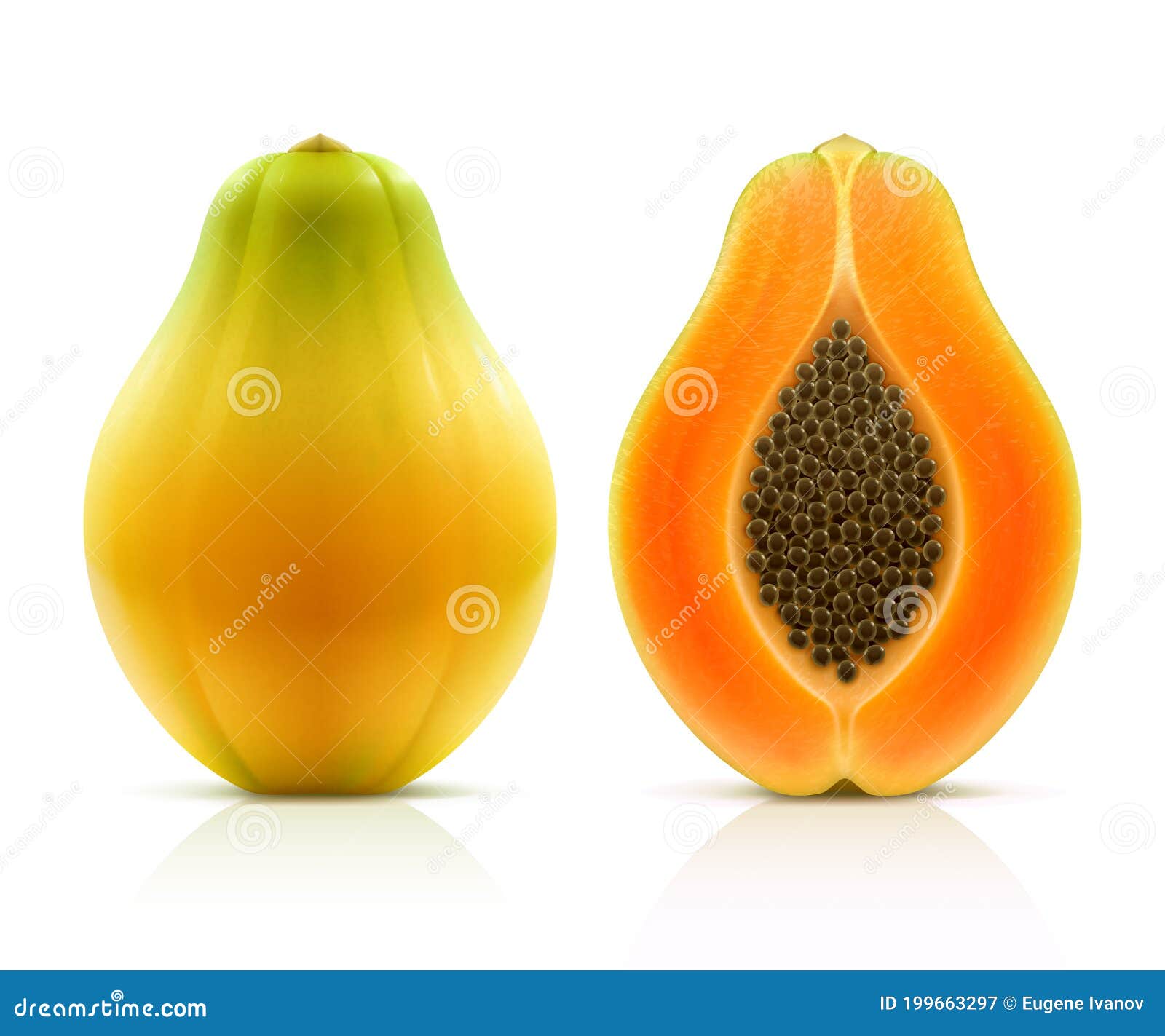 Papaya stock vector. Illustration of vector, ripe, exotic - 199663297
