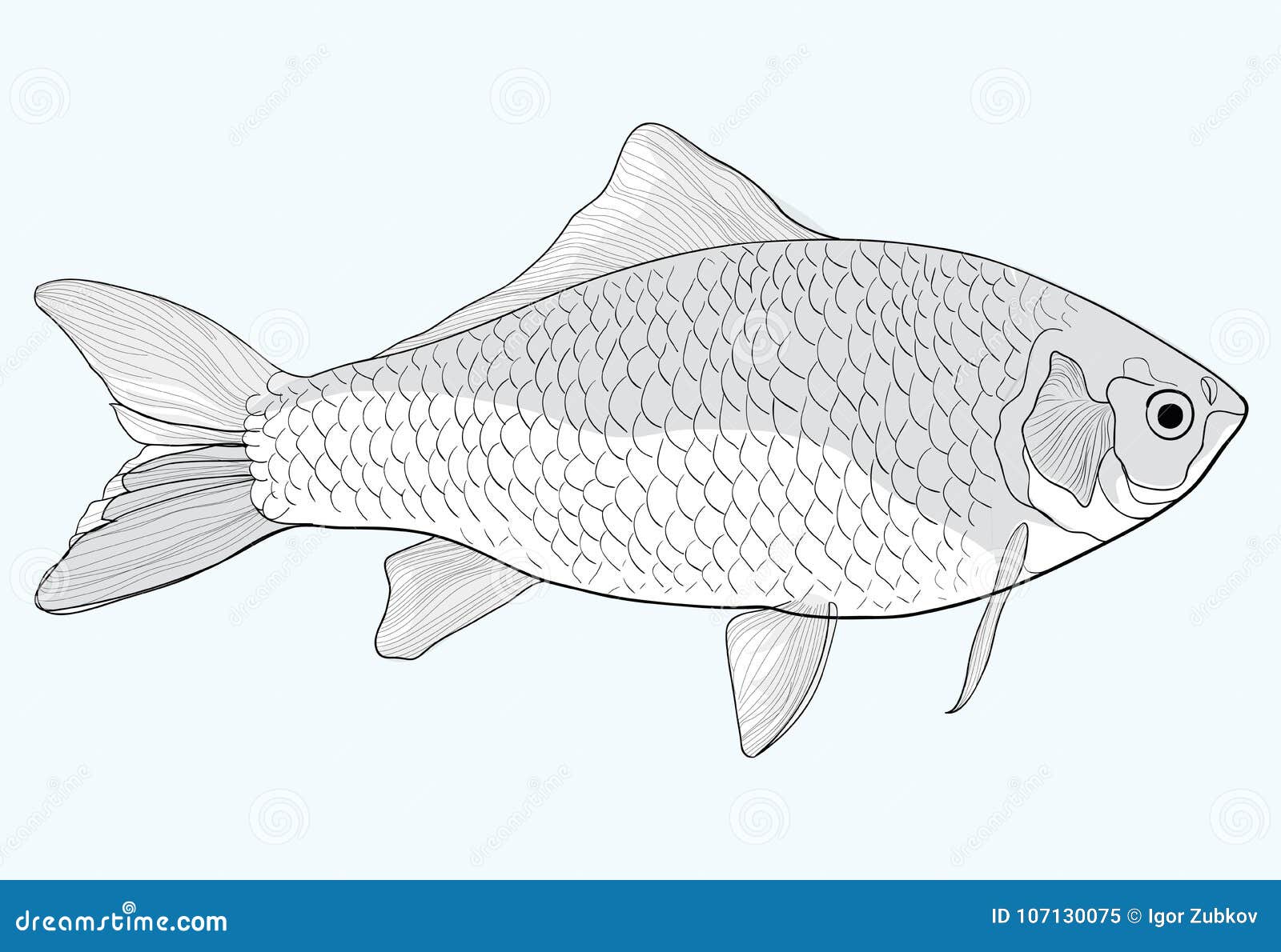 Vector Illustration of River Fish. Carp. Black and White Drawing ...
