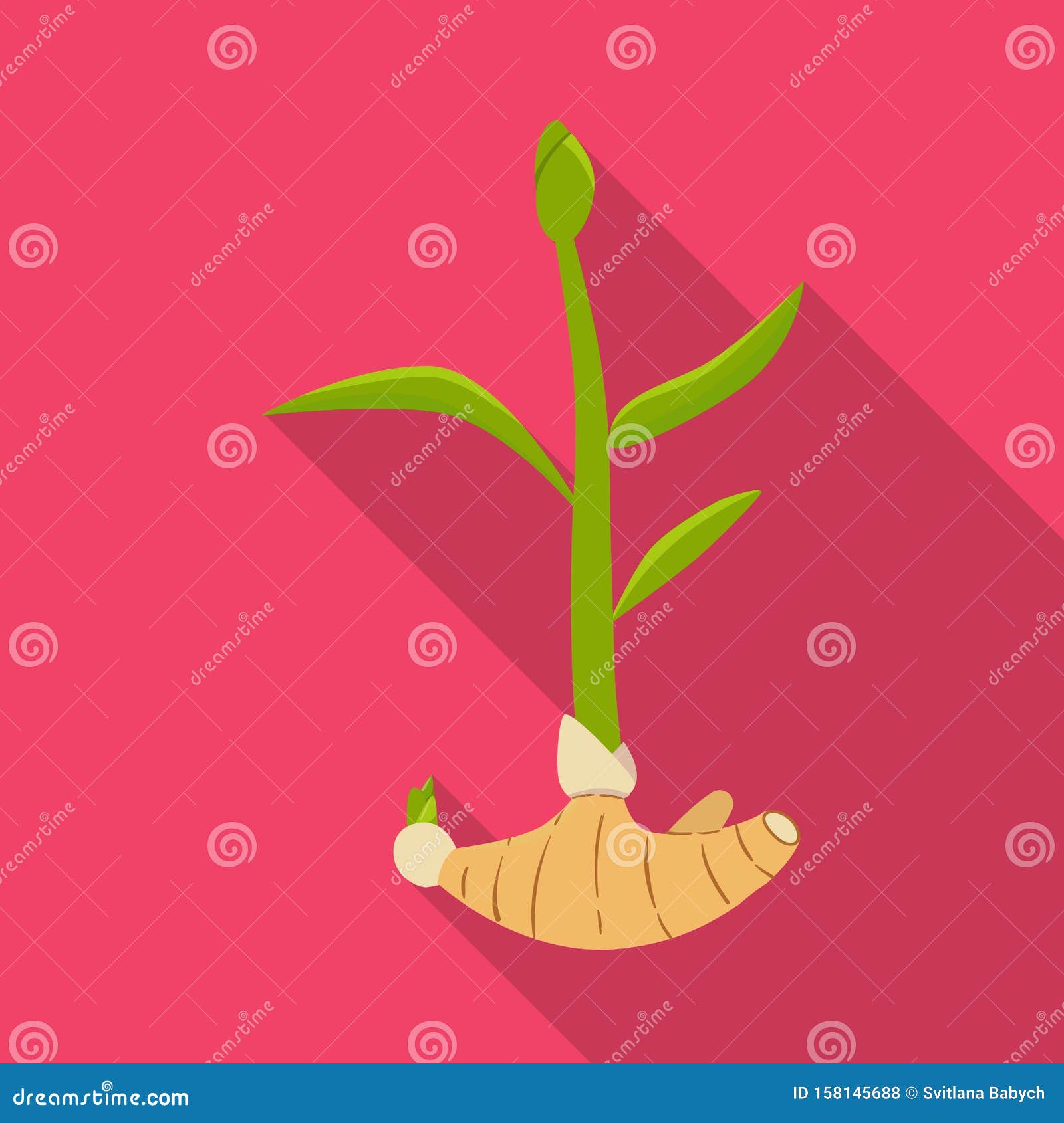 Vector Design of Root and Ginger Icon. Collection of Root and Medicine ...