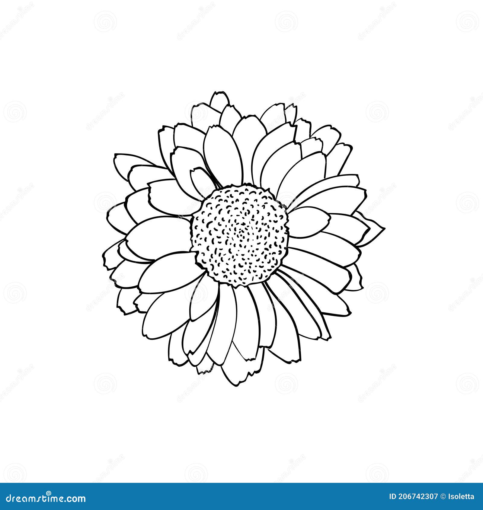 Rudbeckia Flower Line Art On Grey Cartoon Vector | CartoonDealer.com ...