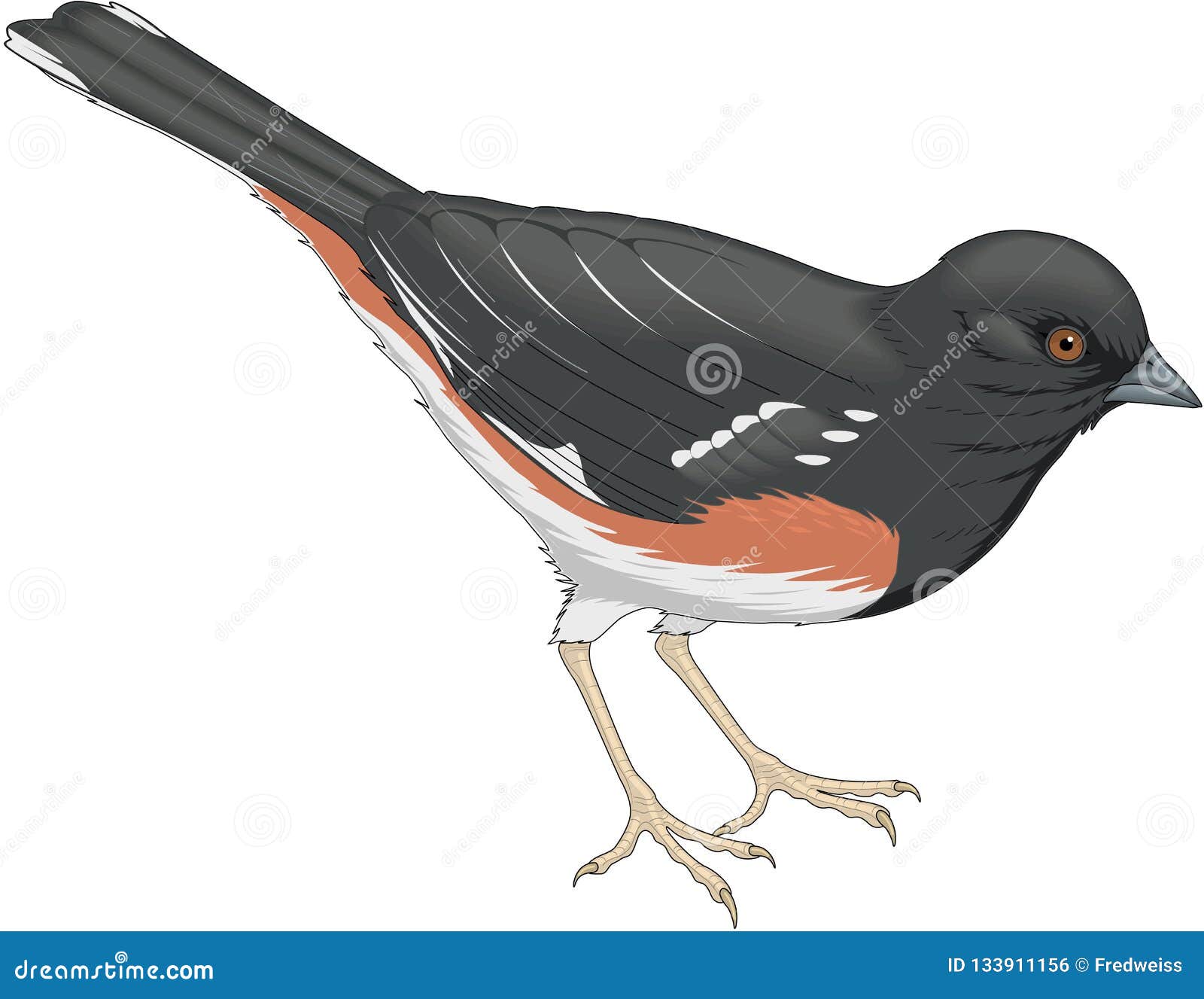 Tow Birds. Rufous-tailed Jacamar. Tropical Watercolor Illustration ...