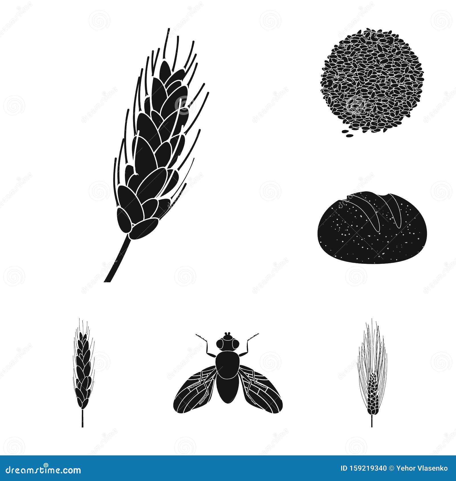 Vector Design of Rye and Plant Icon. Collection of Rye and Corn Stock ...