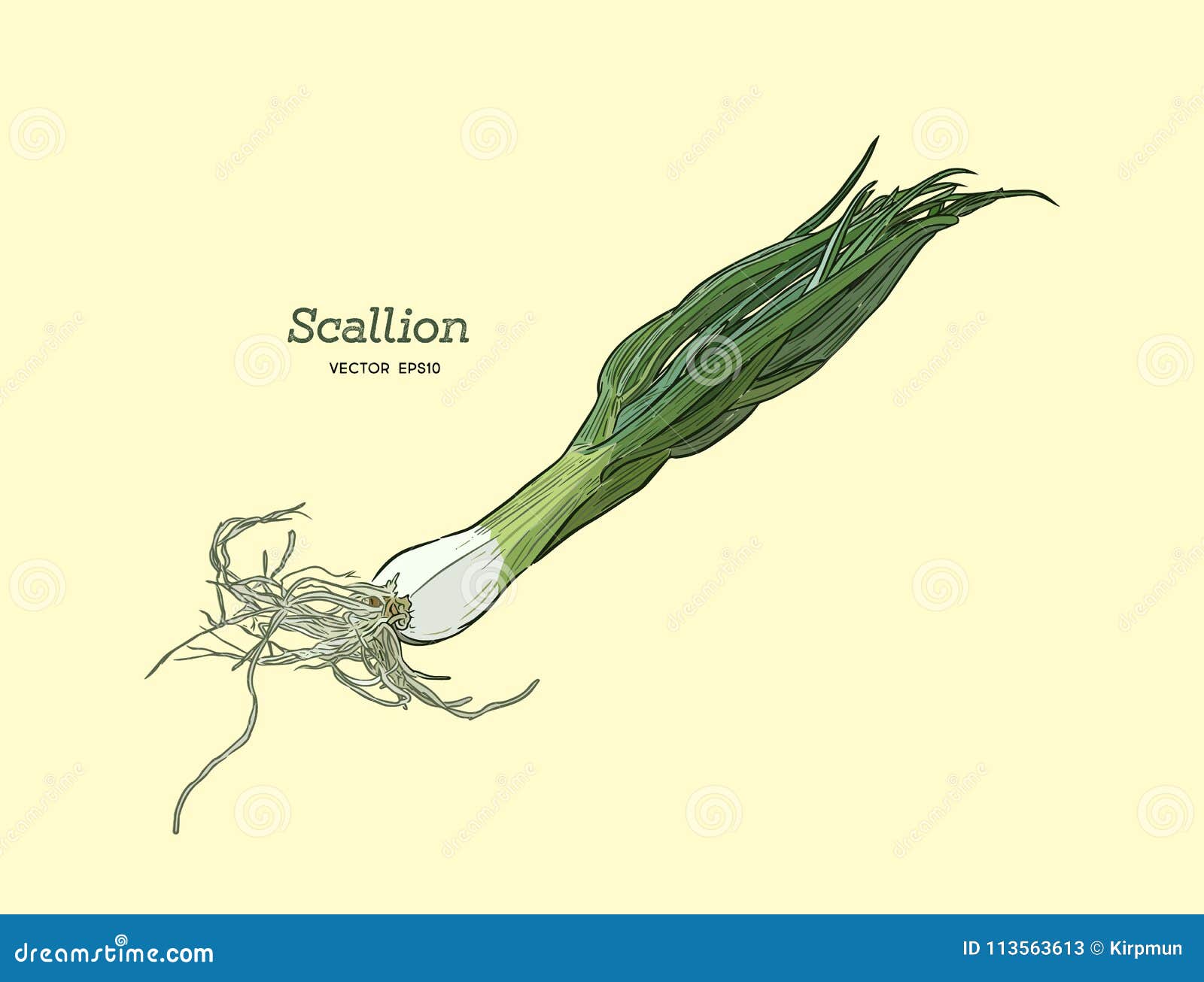 Vector Illustration of Scallions Stock Vector - Illustration of leaf ...