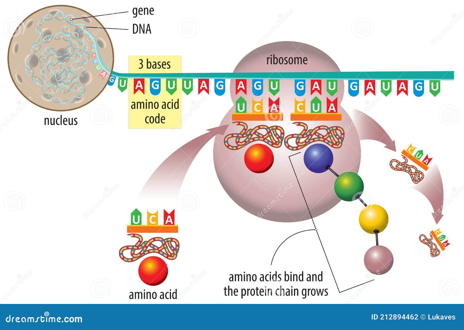 3d Ribosome Representation Translating Mrna With Codons Forming A ...