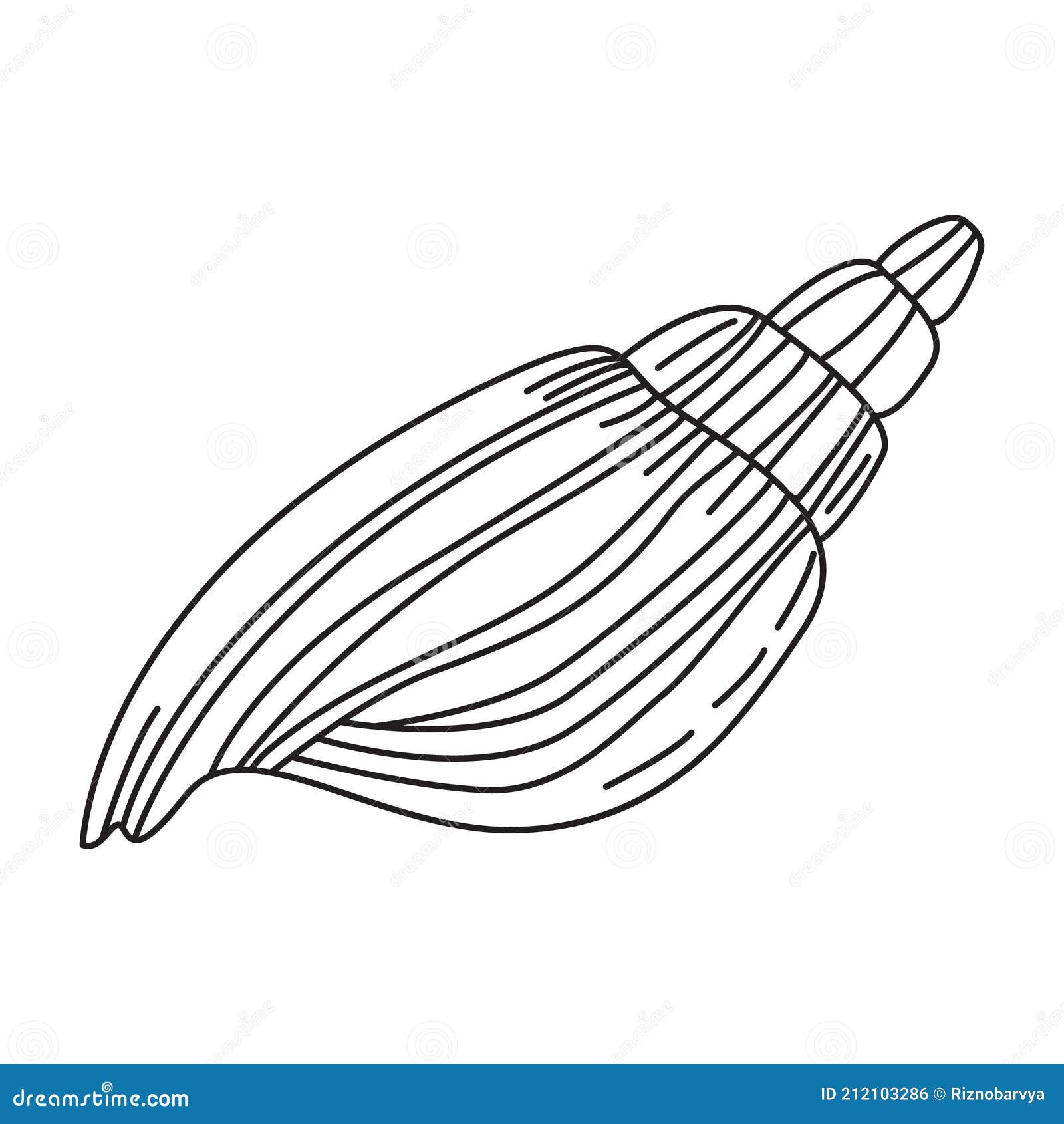 Vector Illustration of a Sea Shell. Contour Drawing of a Shell Stock ...