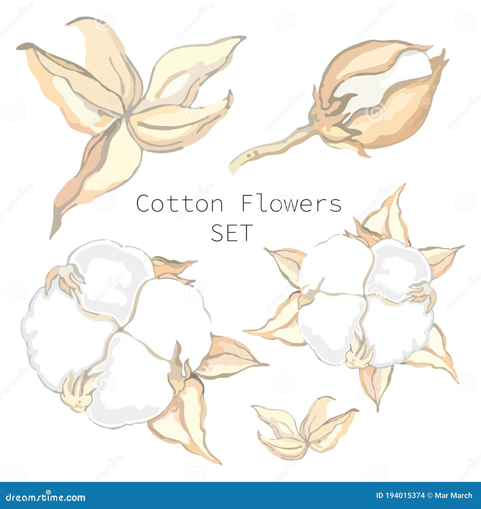 Vector Illustration of a Set of Cotton Flowers. Cotton Plant at ...