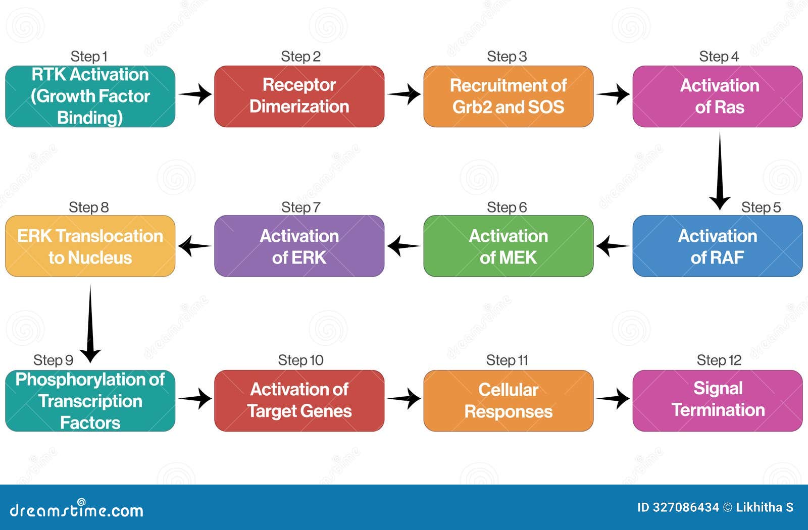Mechanisms And Regulation Of Dopamine Release In The Neuron Brain Cell ...