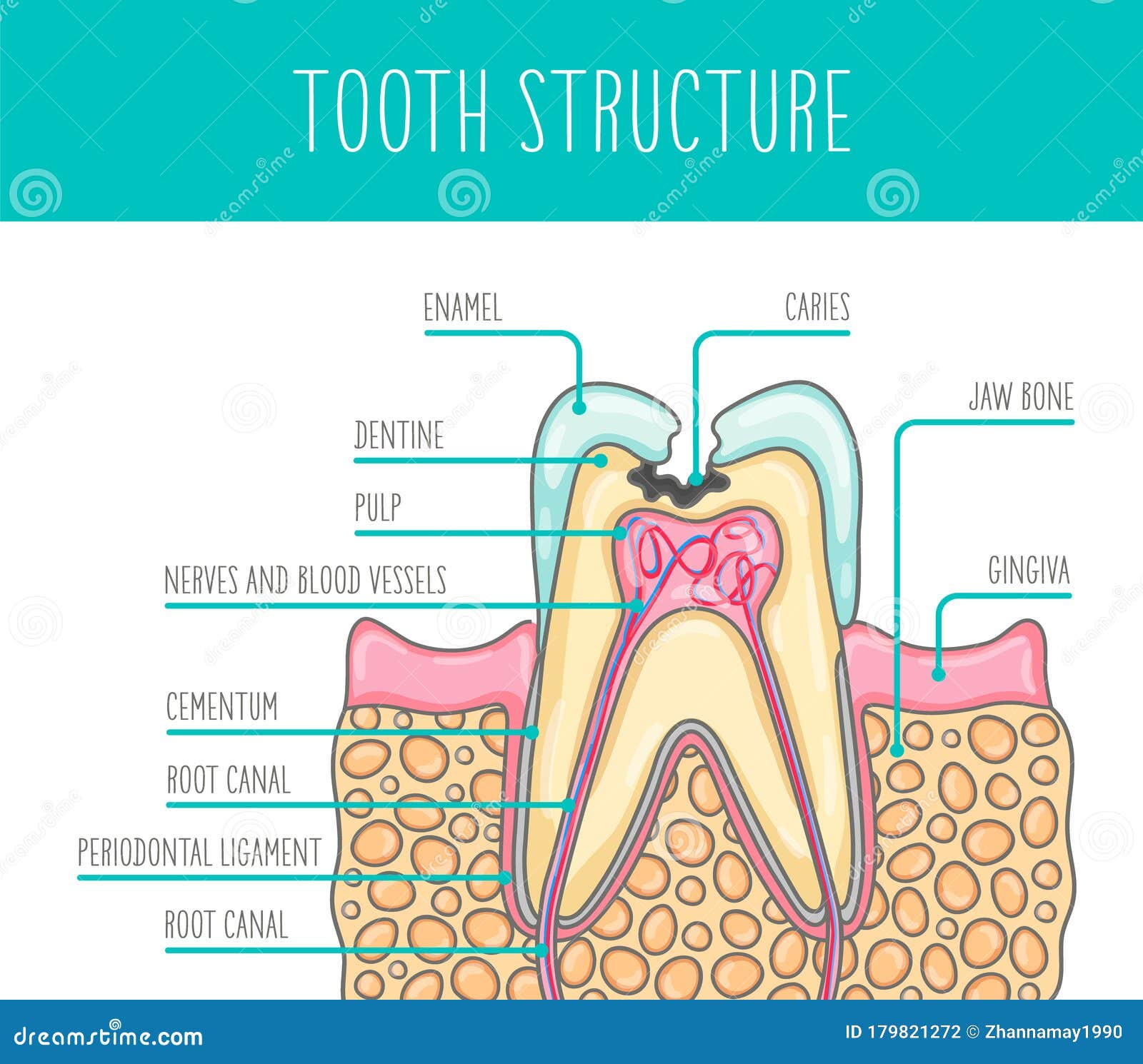 Vector Illustration Of A Sick Human Tooth Human Tooth Structure ...