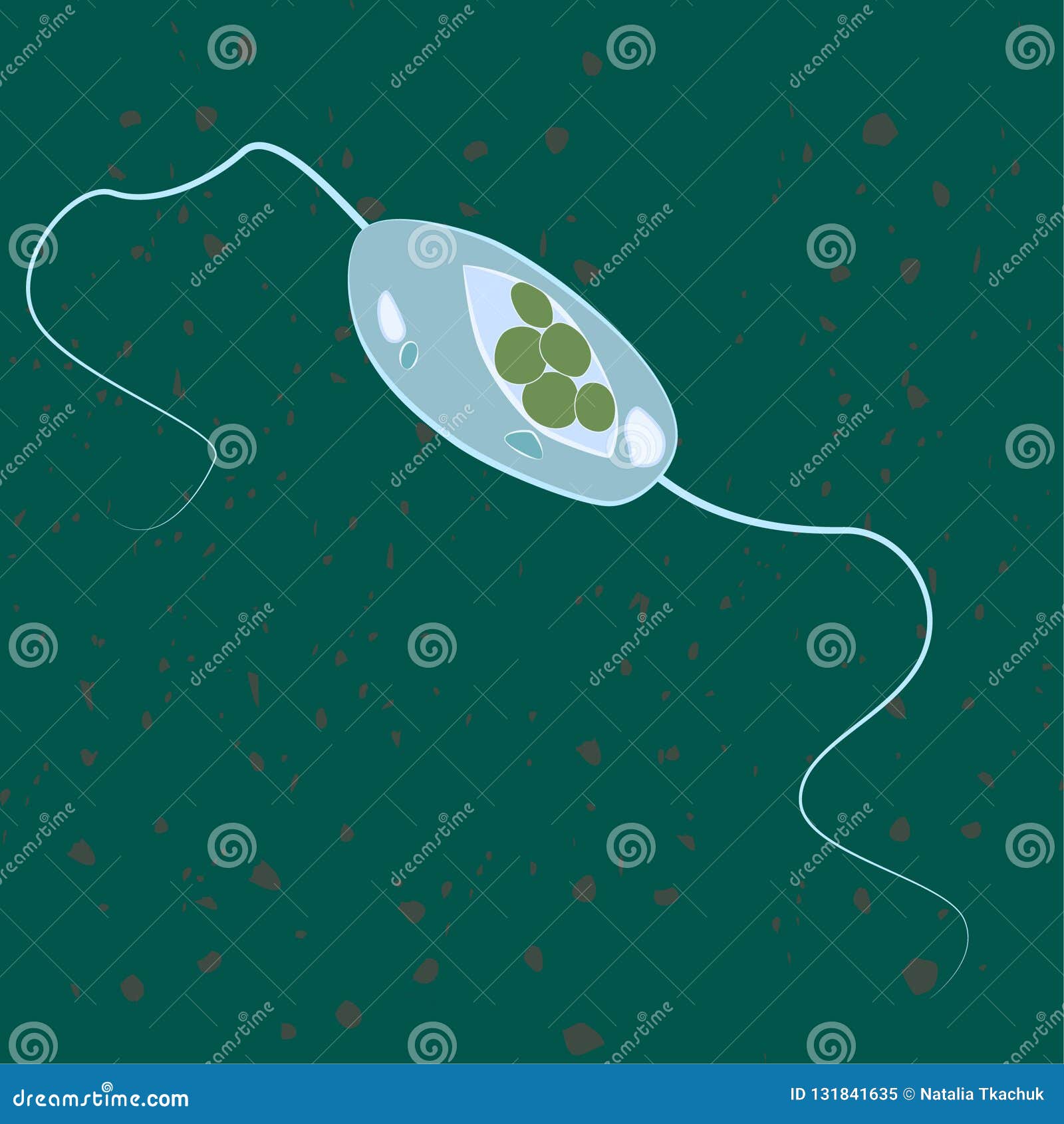 Vector Illustration of Single-celled Eukaryote Acritarcha ...
