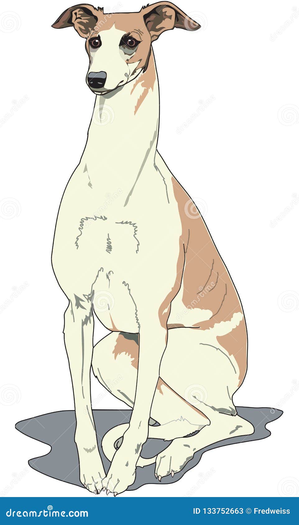 Whippet Sitting Illustration Stock Vector - Illustration of sitting ...