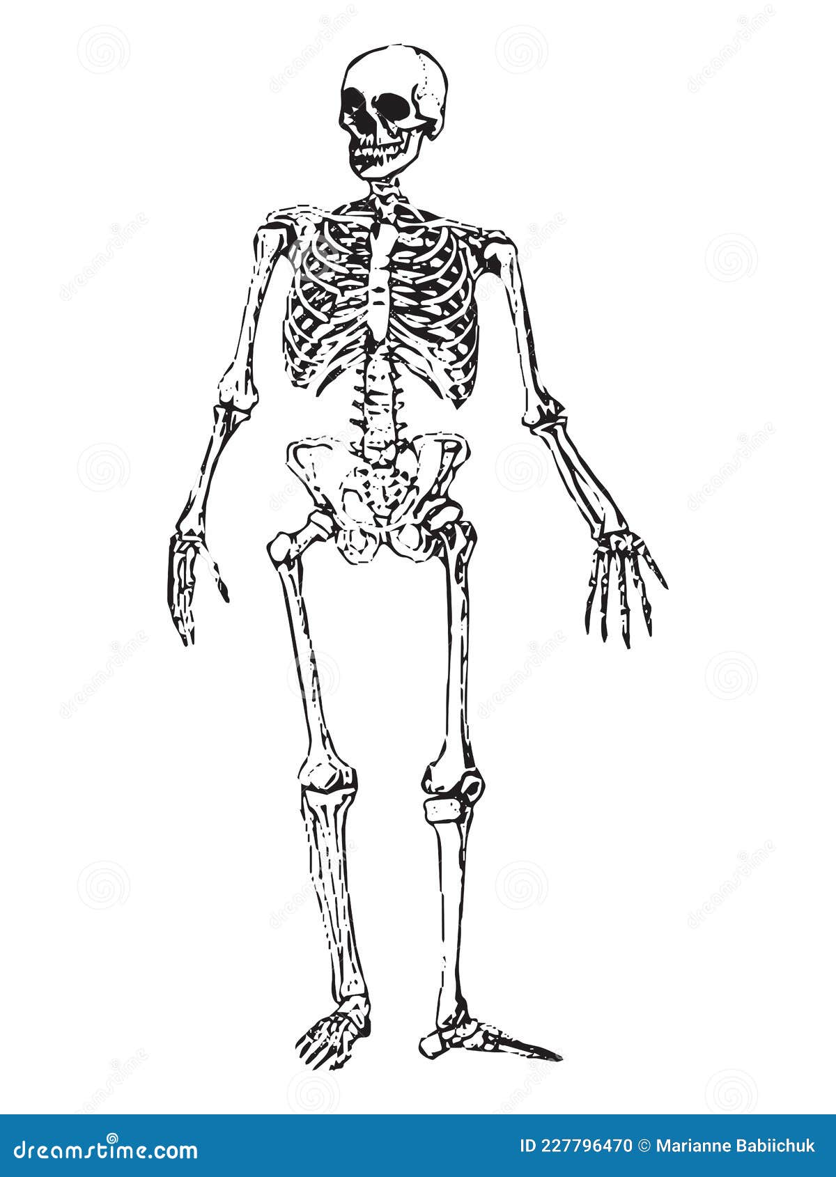 Vector Illustration of a Skeleton Stock Vector - Illustration of ...