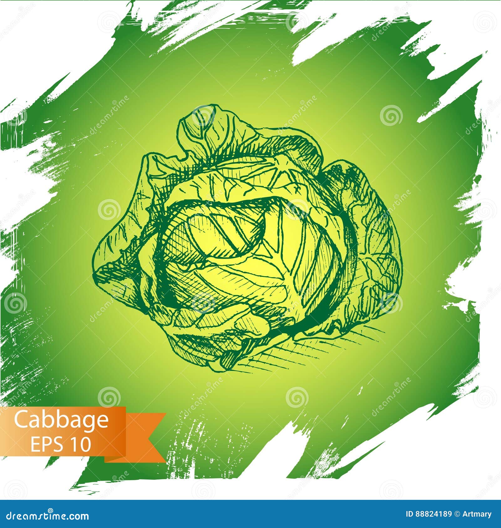 Vector Illustration Sketch of Cabbage. Vegetable. Stock Illustration ...