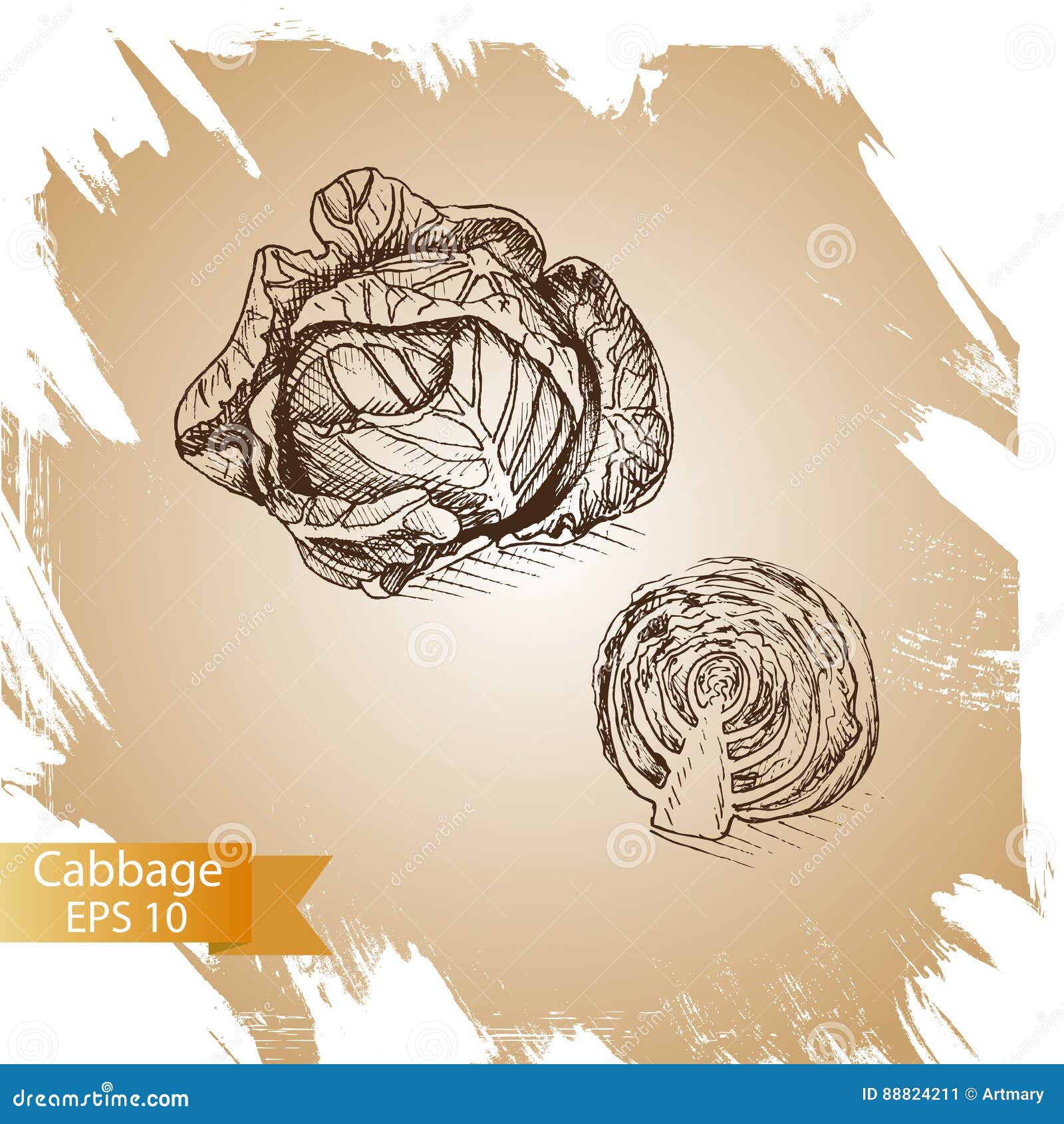 Vector Illustration Sketch of Cabbage. Vegetable. Stock Illustration ...