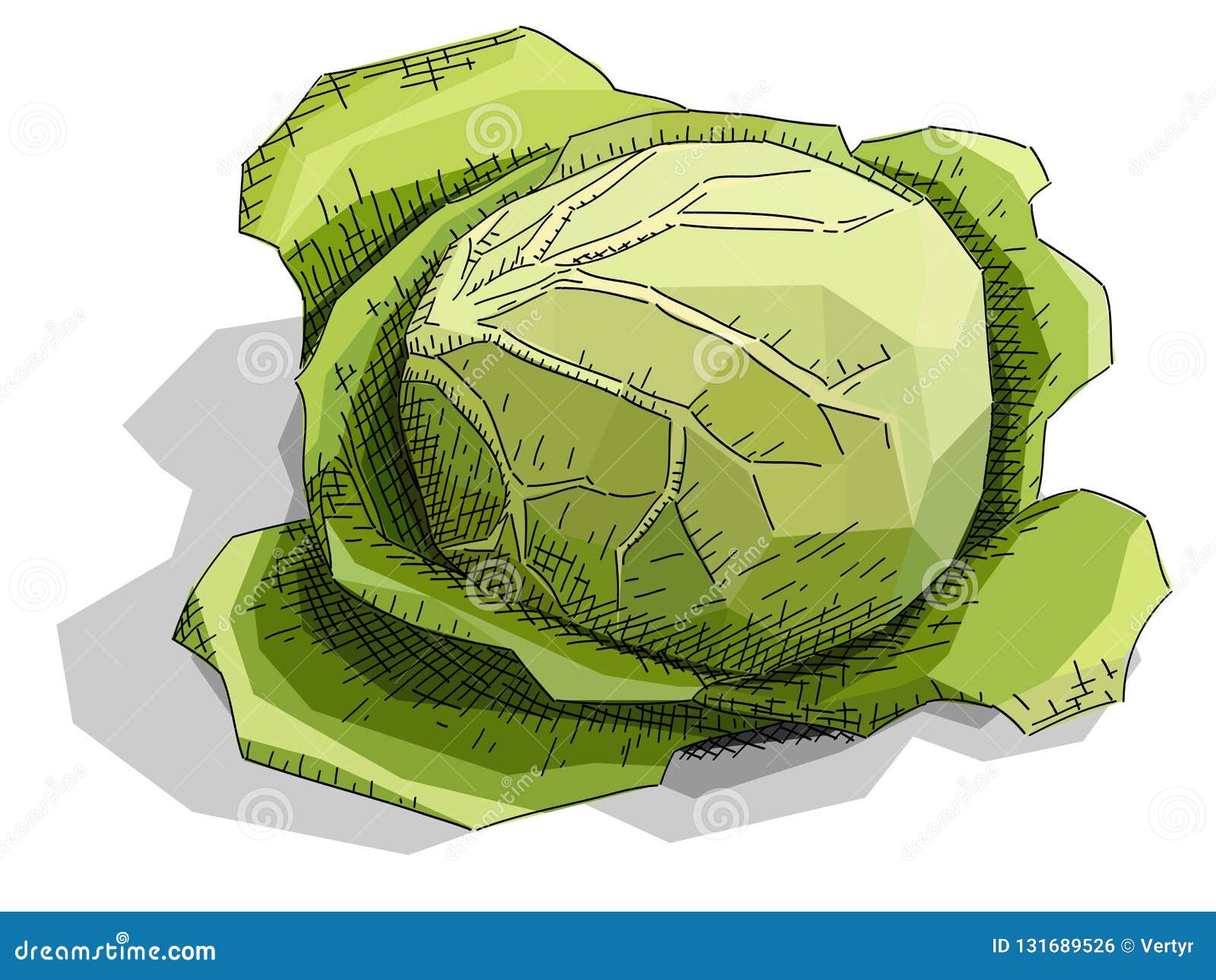 Vector Illustration of Drawing Fruit Cabbage. Stock Vector ...