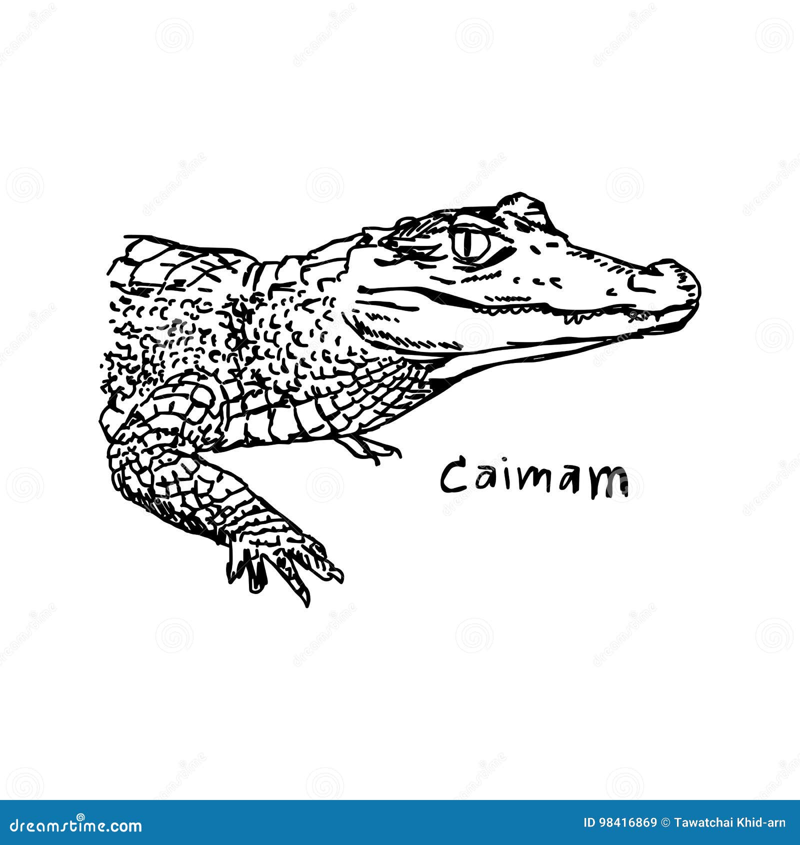 Caiman Cartoons, Illustrations & Vector Stock Images - 619 Pictures to ...