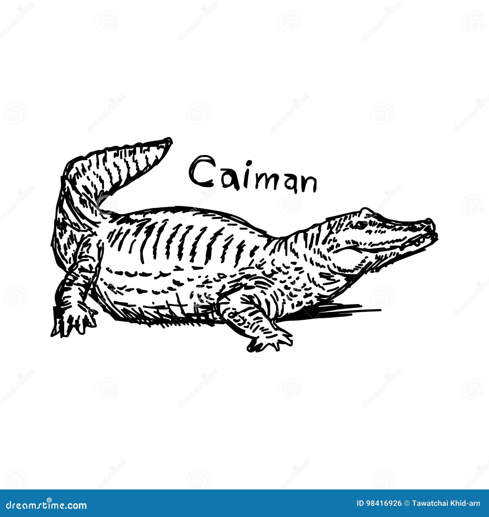 Vector Illustration Sketch Hand Drawn with Black Lines of Caiman Stock ...
