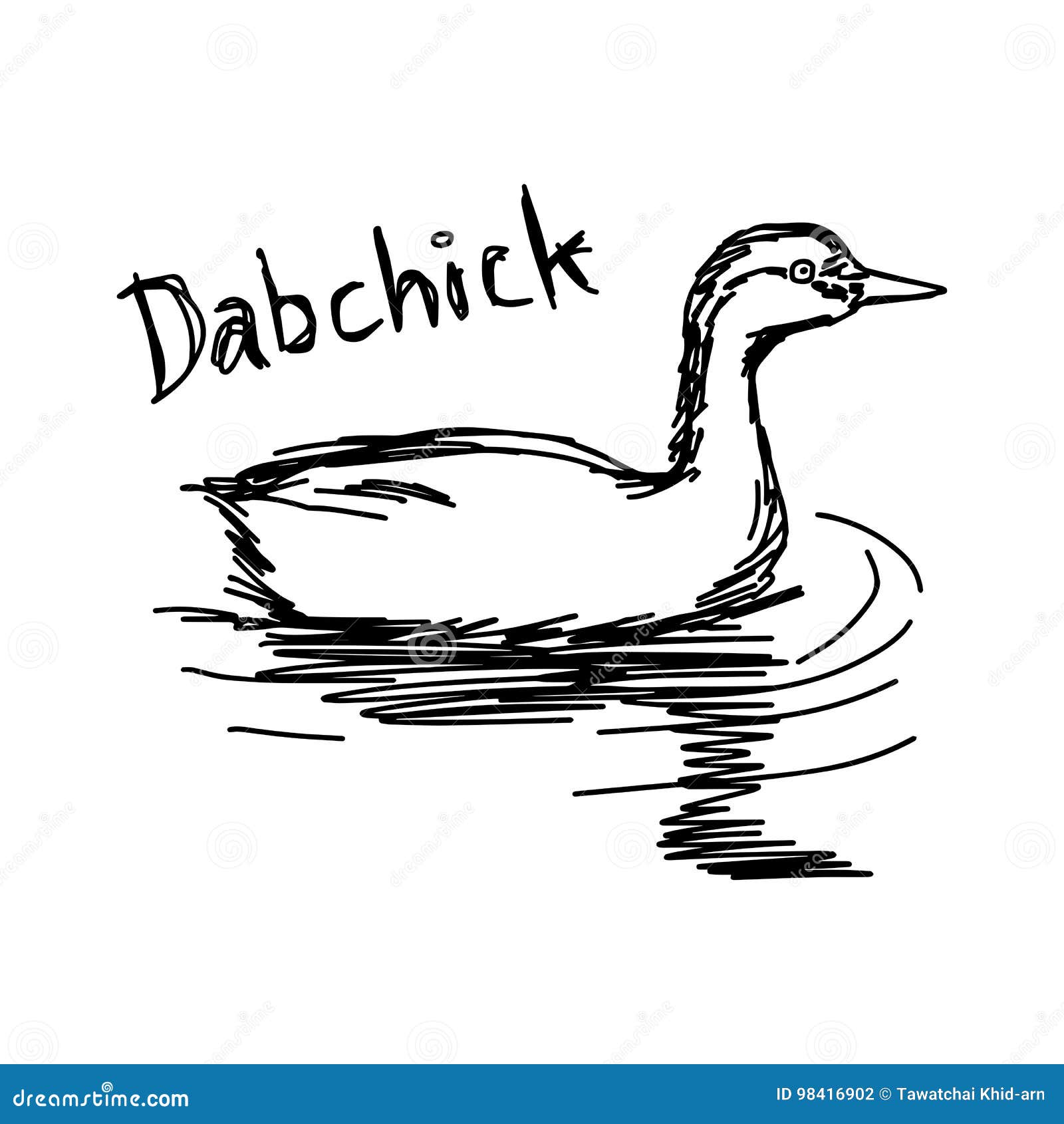 Vector Illustration Sketch Hand Drawn With Black Lines Of Dabchick ...