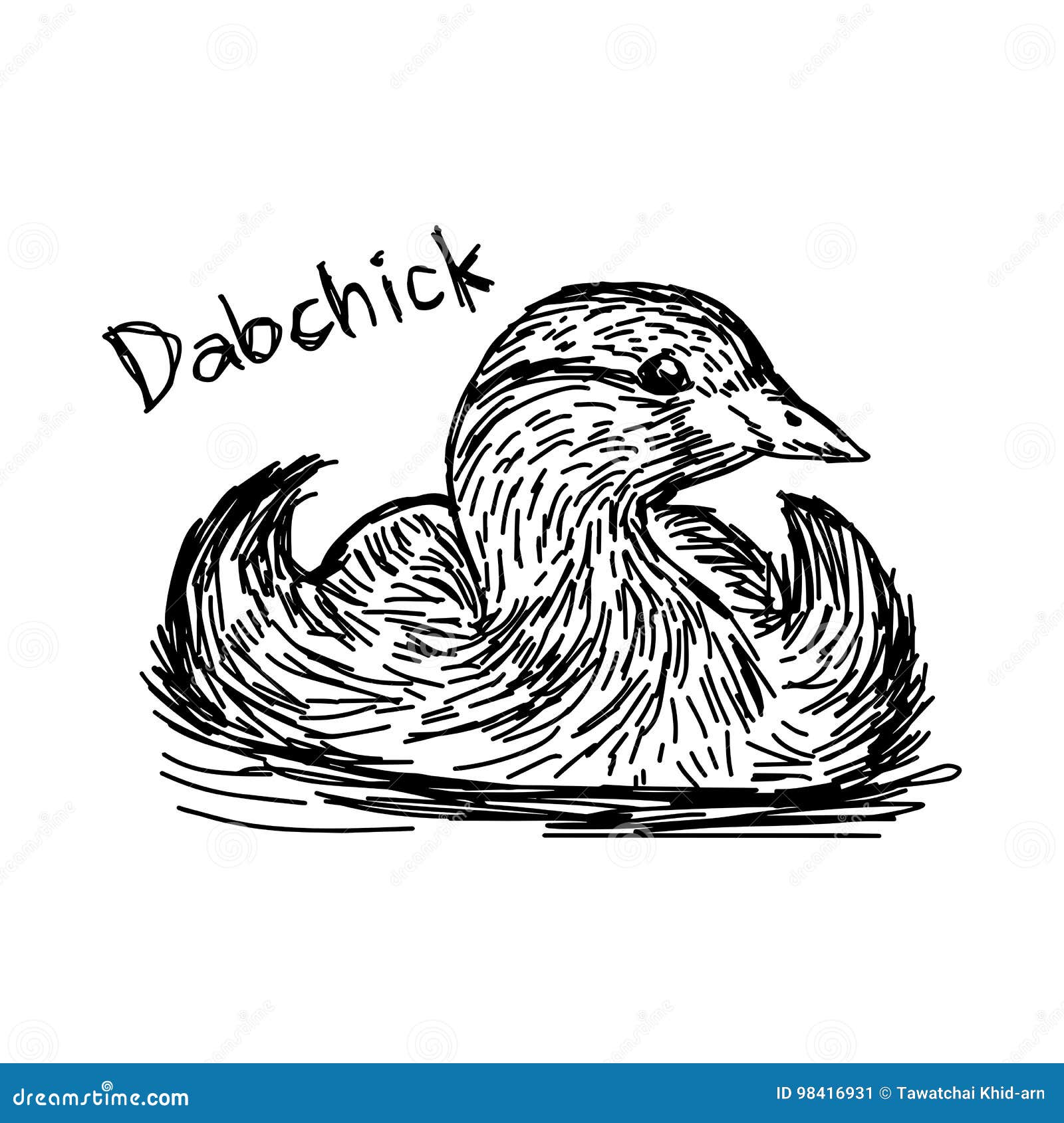 Vector Illustration Sketch Hand Drawn With Black Lines Of Dabchick ...