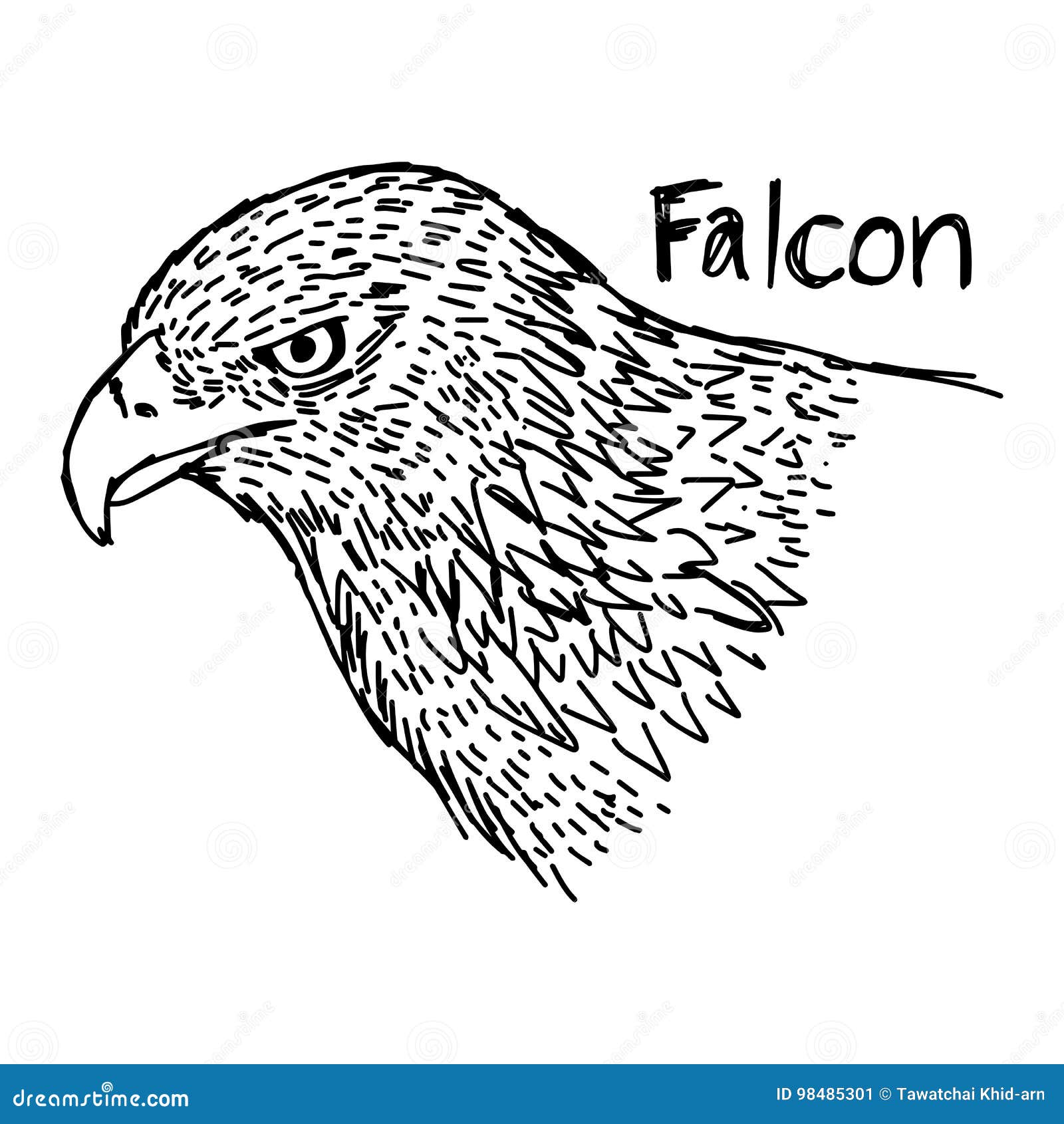 Falcon Beak Drawing