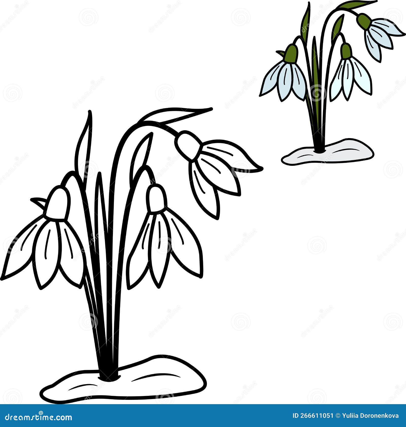 Spring Tender Snowdrops for Coloring Book. Stock Vector - Illustration ...