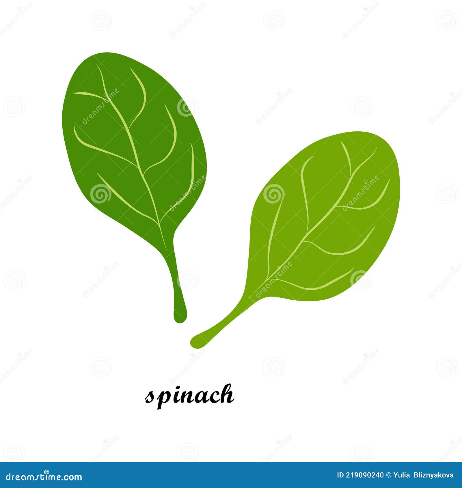 Vector Illustration of Spinach Leaves with Title Text Isolated on White ...