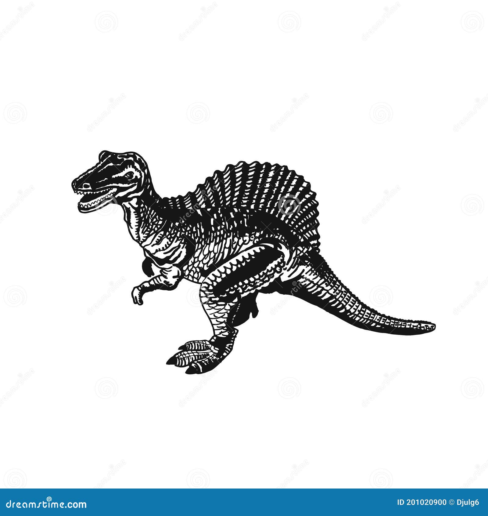 Spinosaurus Is Angry In White Background Stock Illustration ...