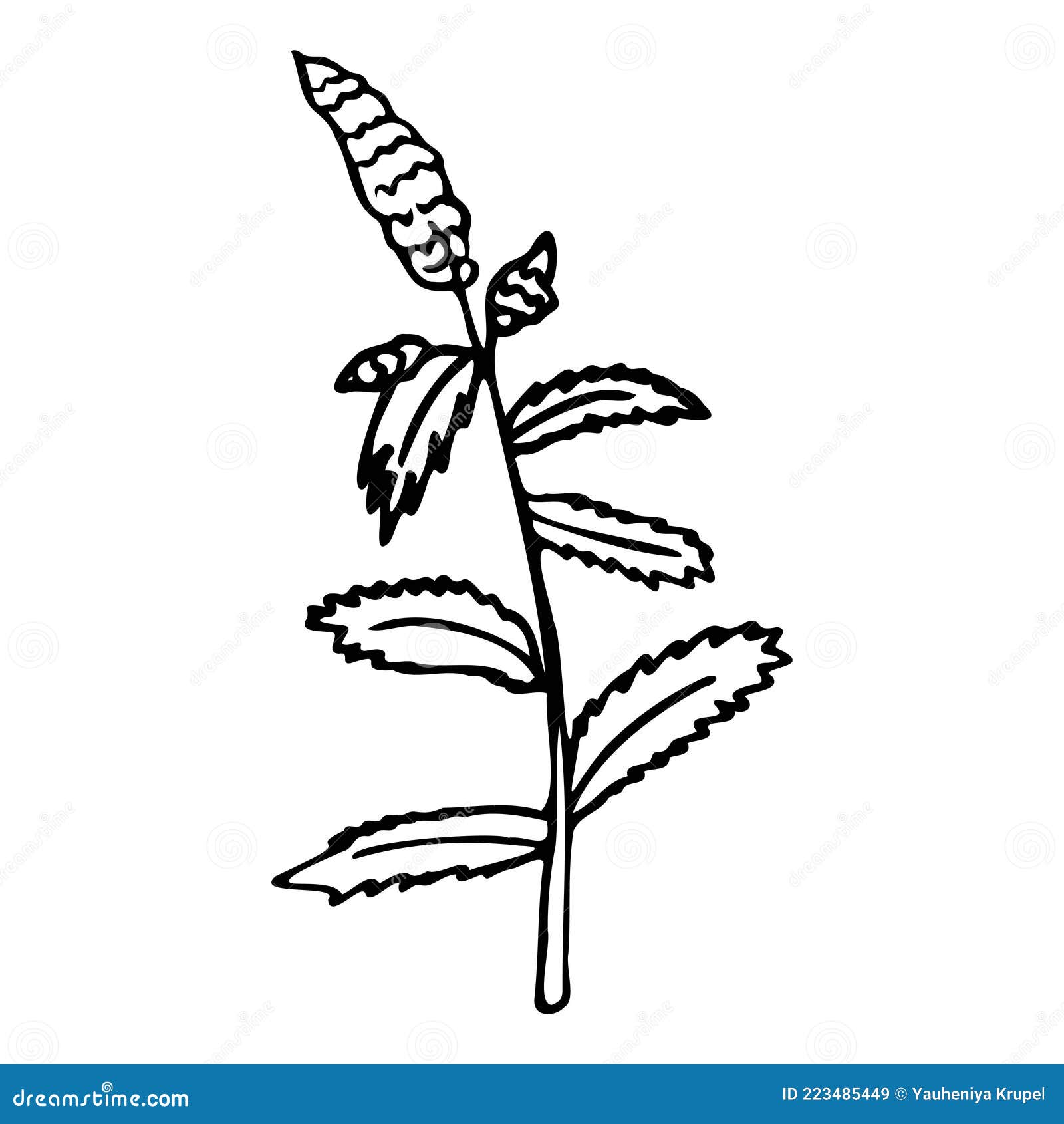 Vector Illustration of a Sprig of Mint. Peppermint Icon Stock Vector ...