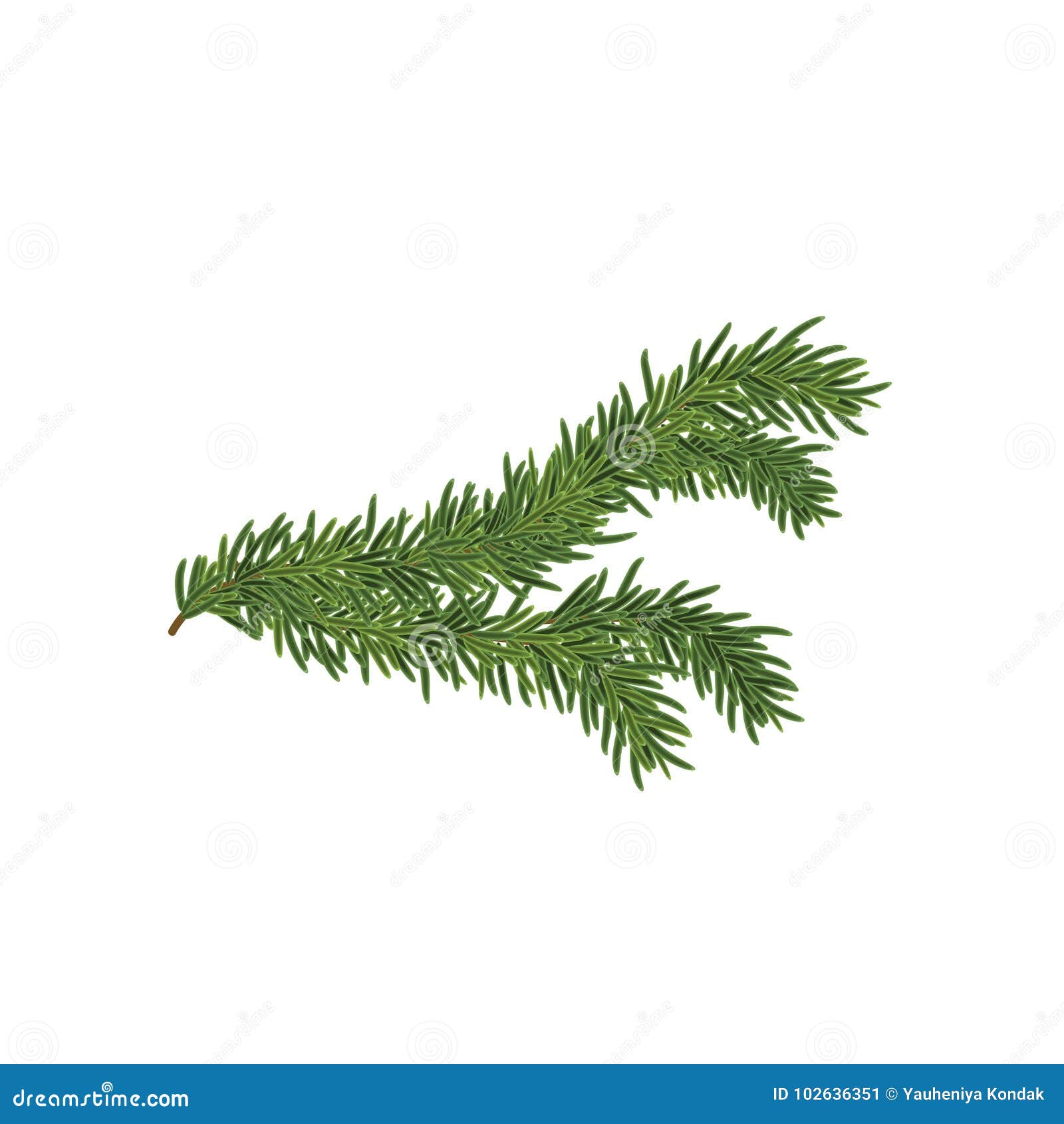 Vector Illustration of the Spruce Branch Isolated on White. Stock ...