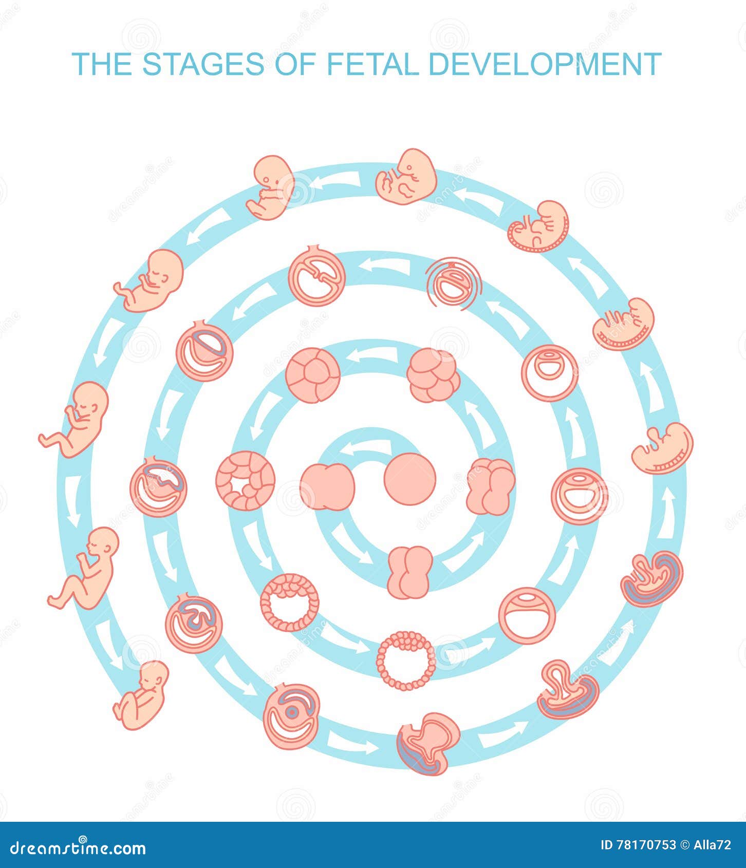 Embryo Development Human Fetus Growth Stages Of Pregnancy Vector