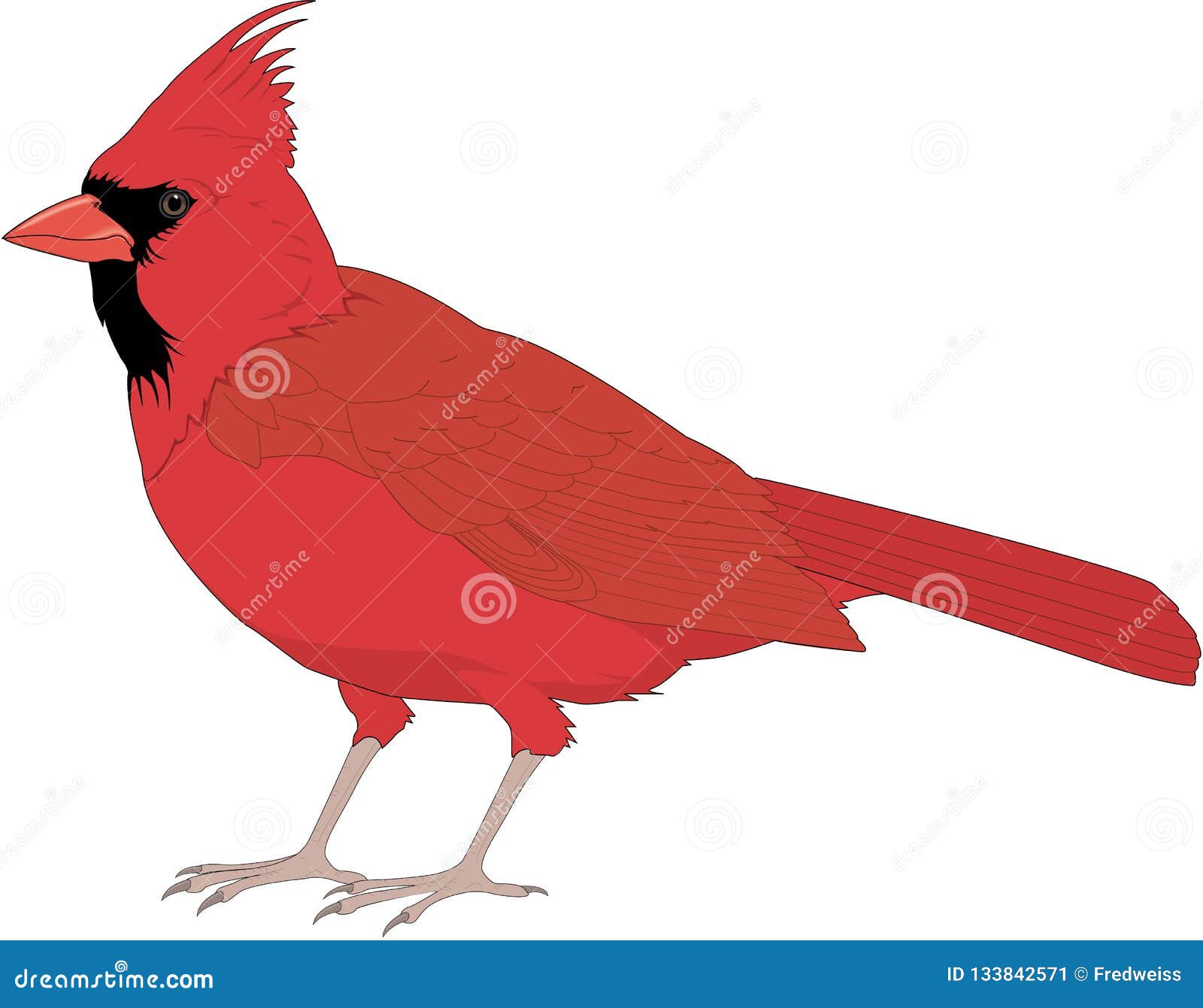 Cardinal Standing Illustration Stock Vector - Illustration of standing ...