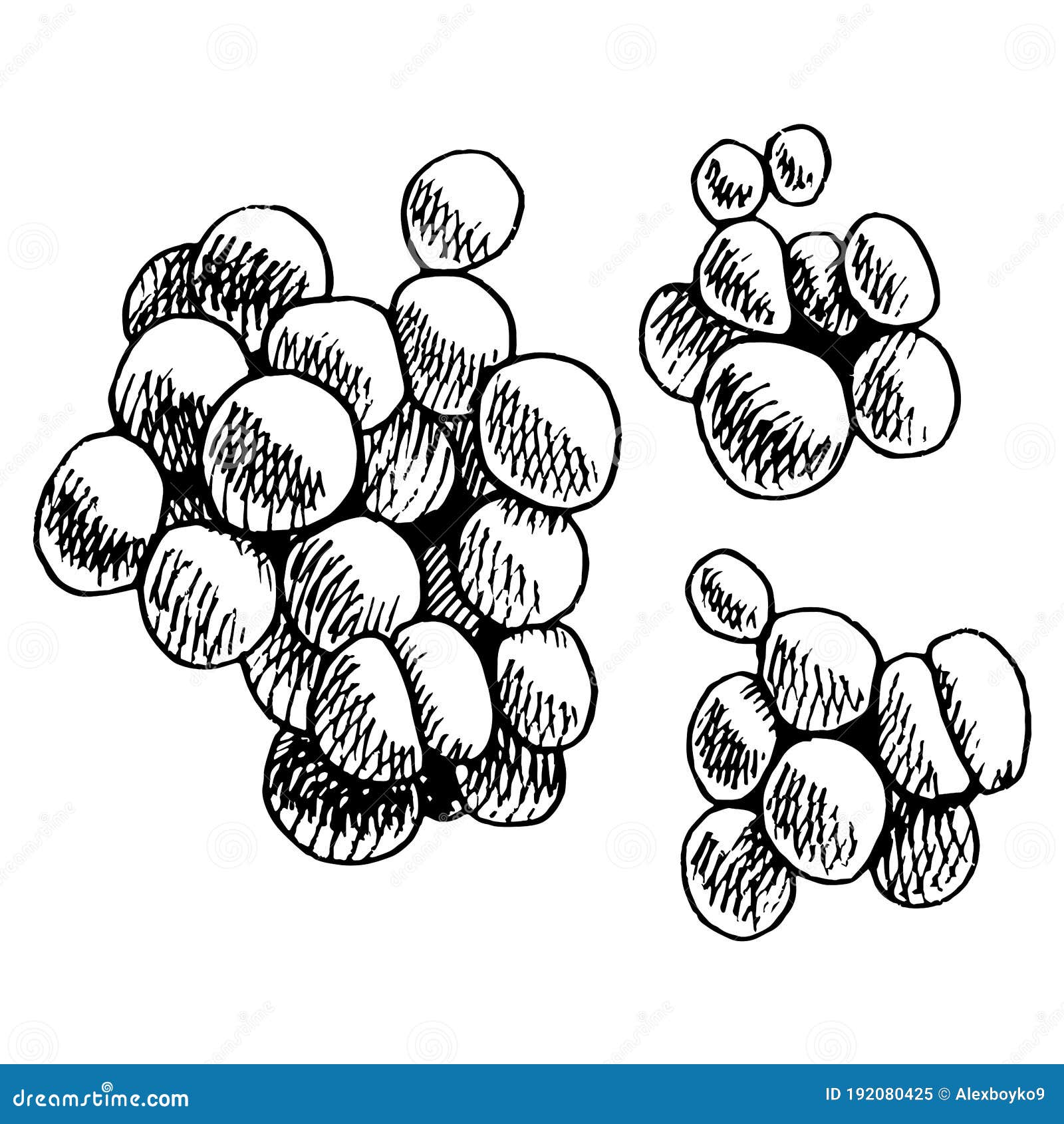 Vector Illustration of Staphylococcus. Black and White Traditional ...