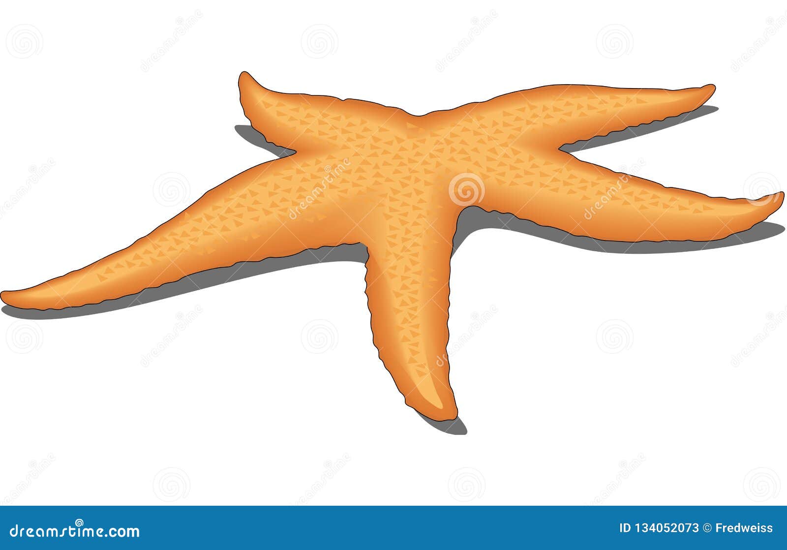Starfish Illustration stock vector. Illustration of fish - 134052073