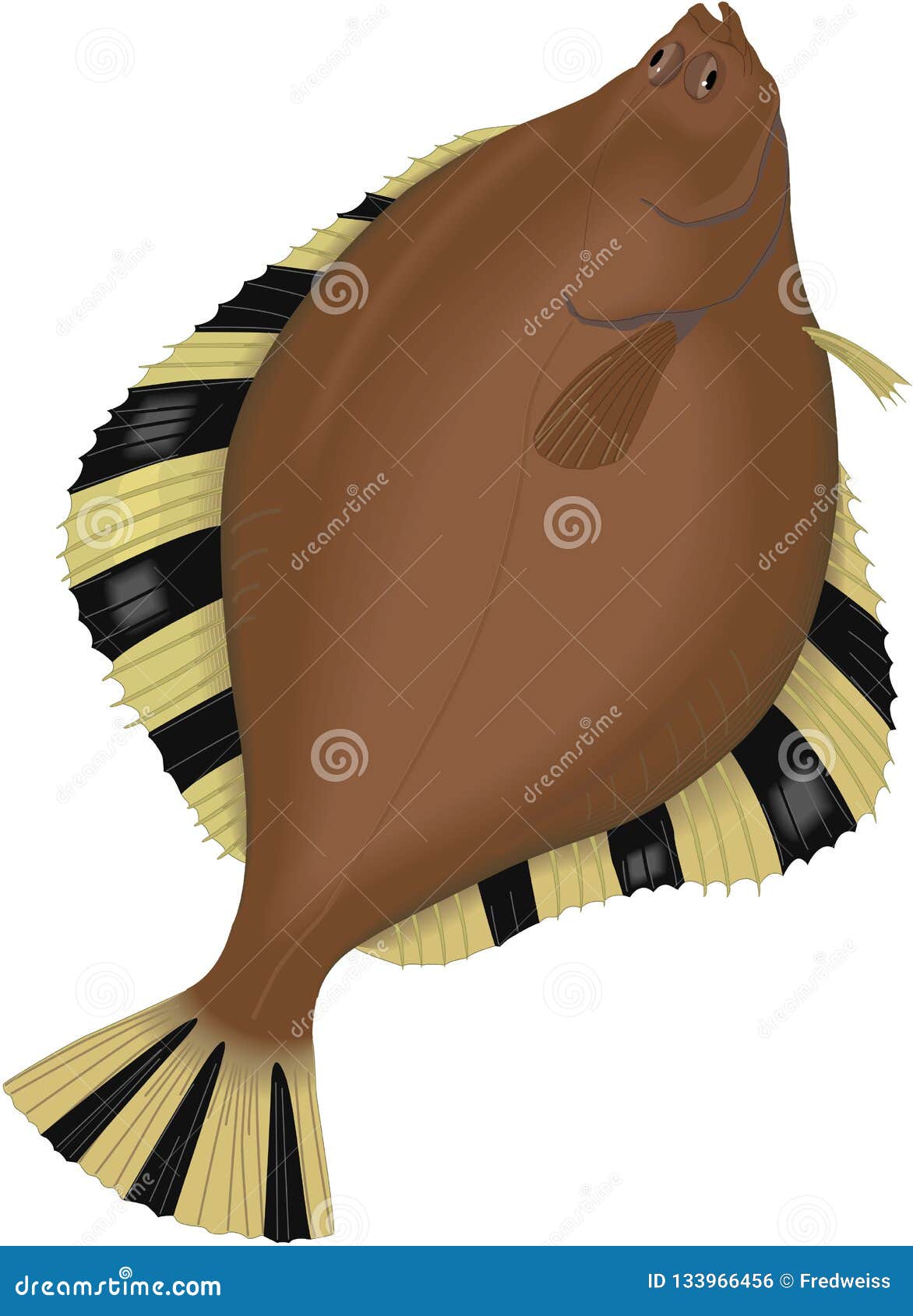 Starry Flounder Flat Fish Vector Illustration Transparent Background ...