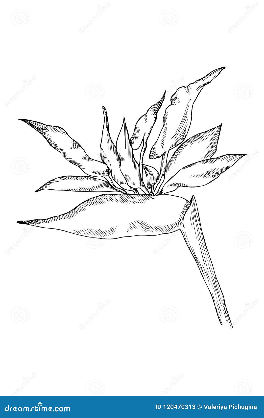 Graphic Strelitzia Flower. Vector Exotic Leaves and Flowers Isolated on ...