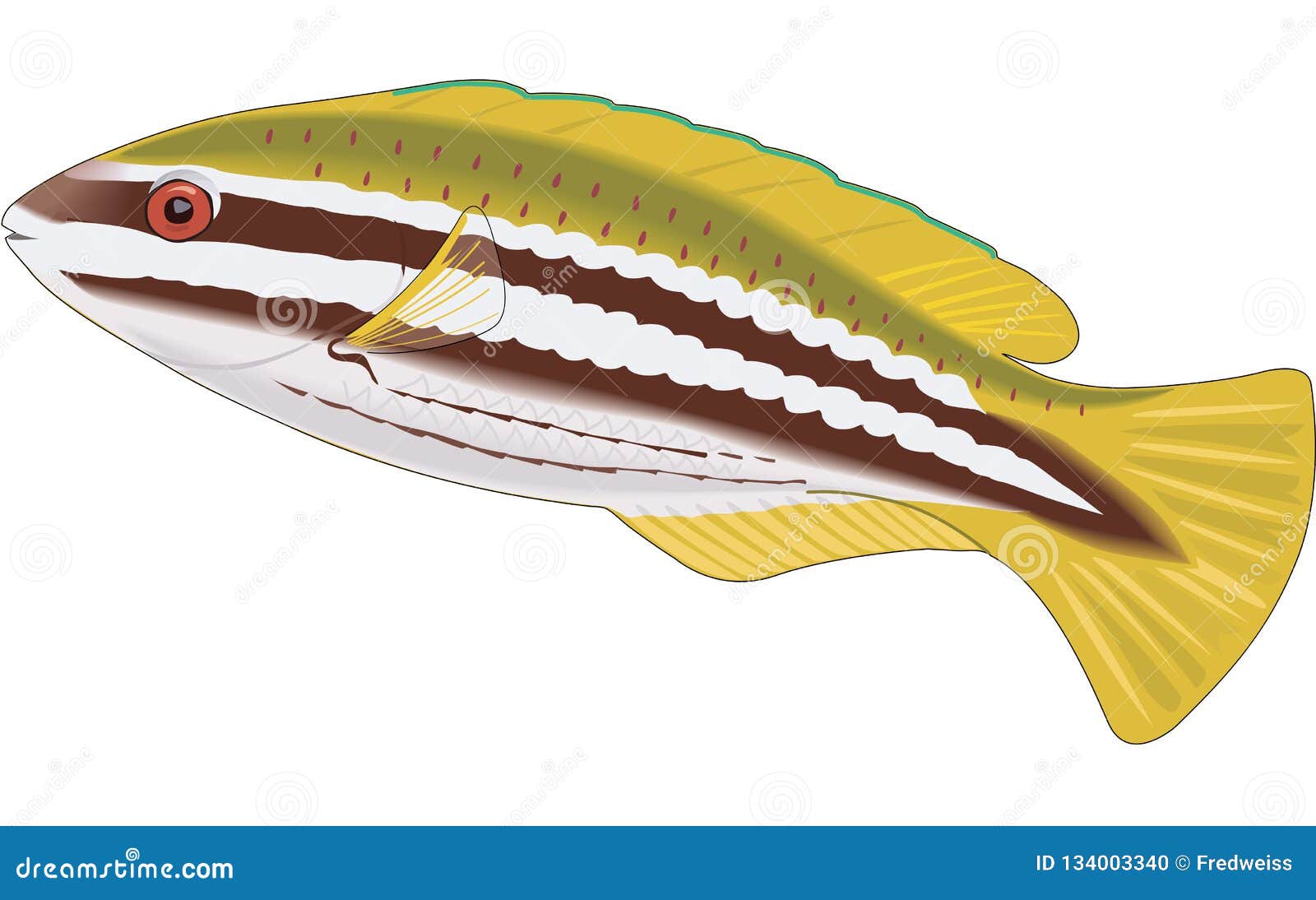 Striped Parrotfish Illustration Stock Vector - Illustration of parrot ...