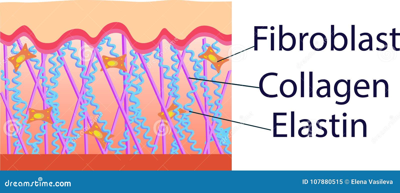 Structure Of Fibroblast Cells Stock Photography | CartoonDealer.com ...