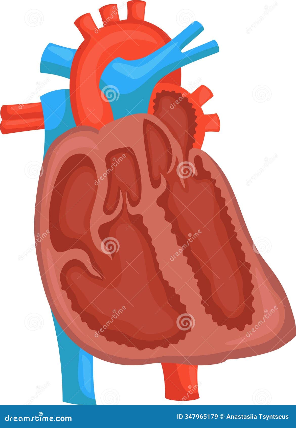 Structure of the Human Heart. Stock Illustration - Illustration of ...