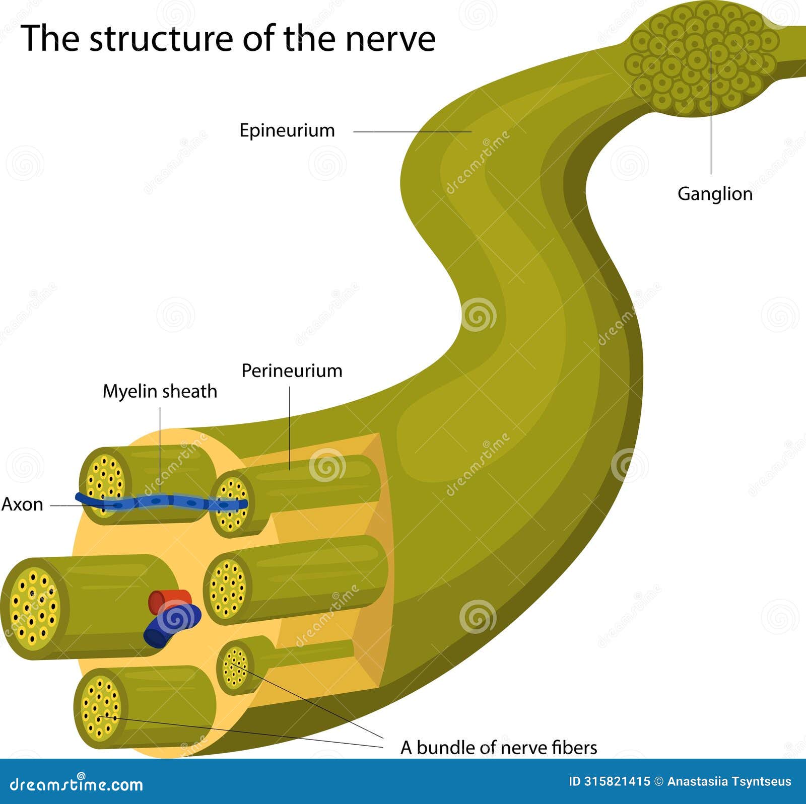 Vector Illustration of Structure the Nerve. Stock Vector - Illustration ...