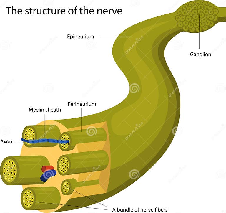 Vector Illustration of Structure the Nerve. Stock Vector - Illustration ...