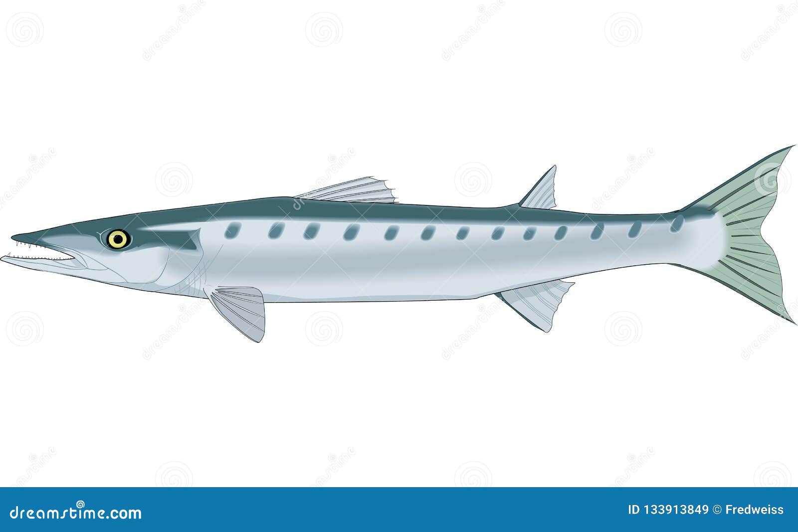 Barracuda Swimming Illustration Stock Vector - Illustration of swimming ...