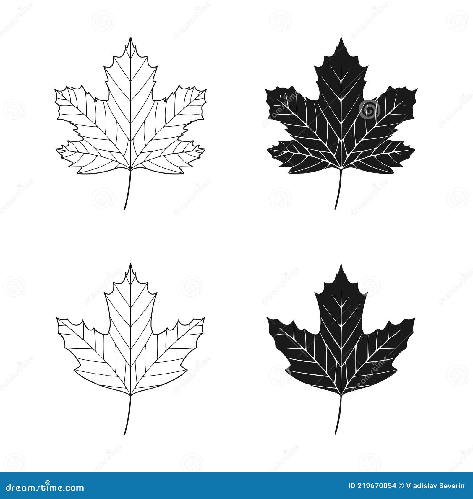 Vector Illustration of Sycamore Leaves Stock Vector - Illustration of ...