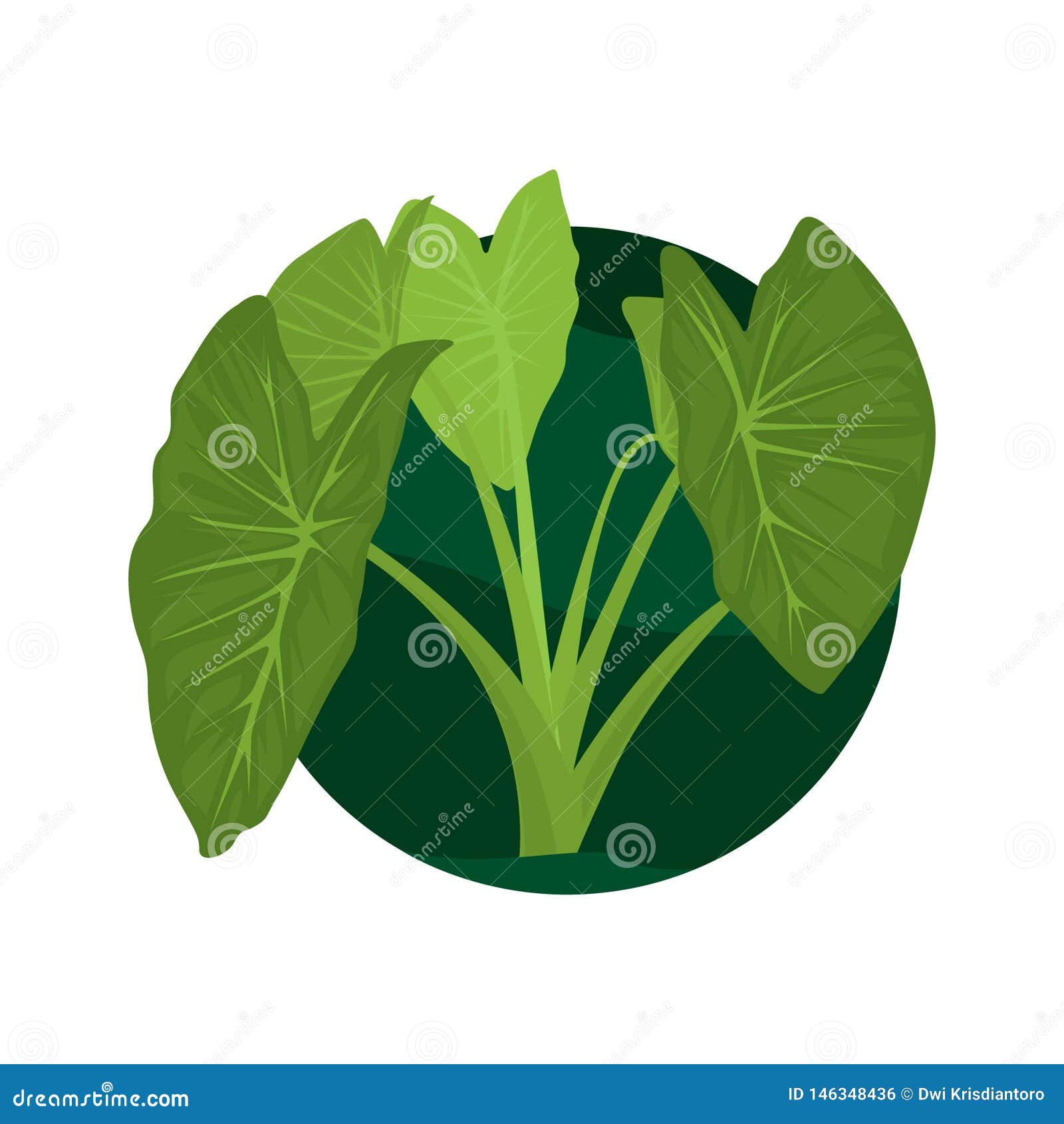 Taro Plant Cartoon Vector | CartoonDealer.com #10766205
