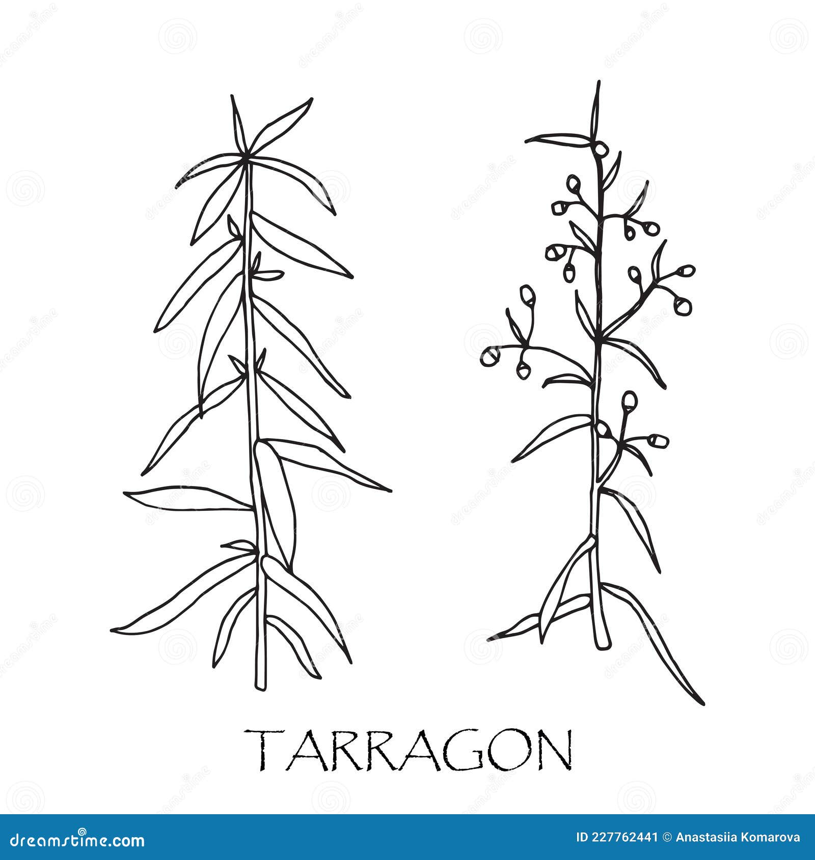 Vector Illustration of Tarragon. Doodle Sketch Stock Vector ...