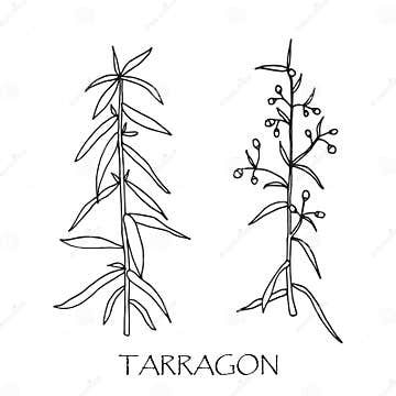 Vector Illustration of Tarragon. Doodle Sketch Stock Vector ...
