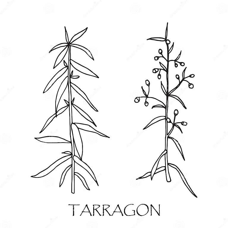 Vector Illustration of Tarragon. Doodle Sketch Stock Vector ...