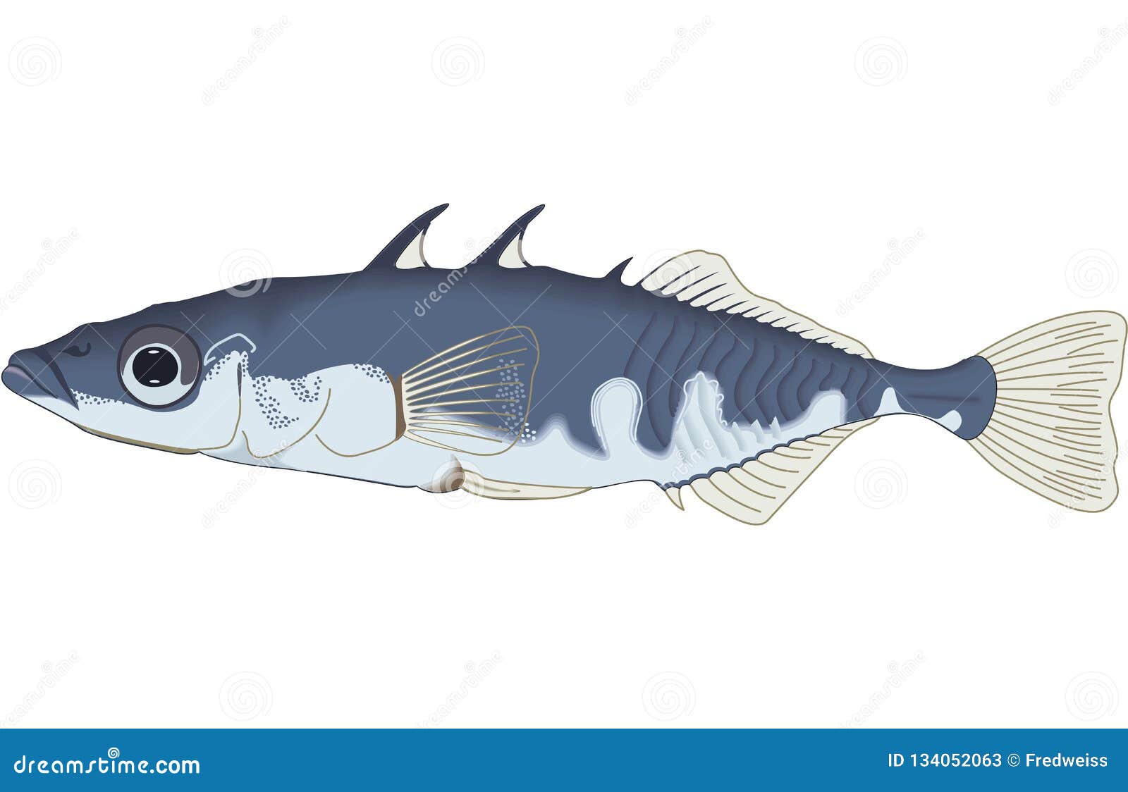 Stickleback Cartoons, Illustrations & Vector Stock Images - 71 Pictures ...